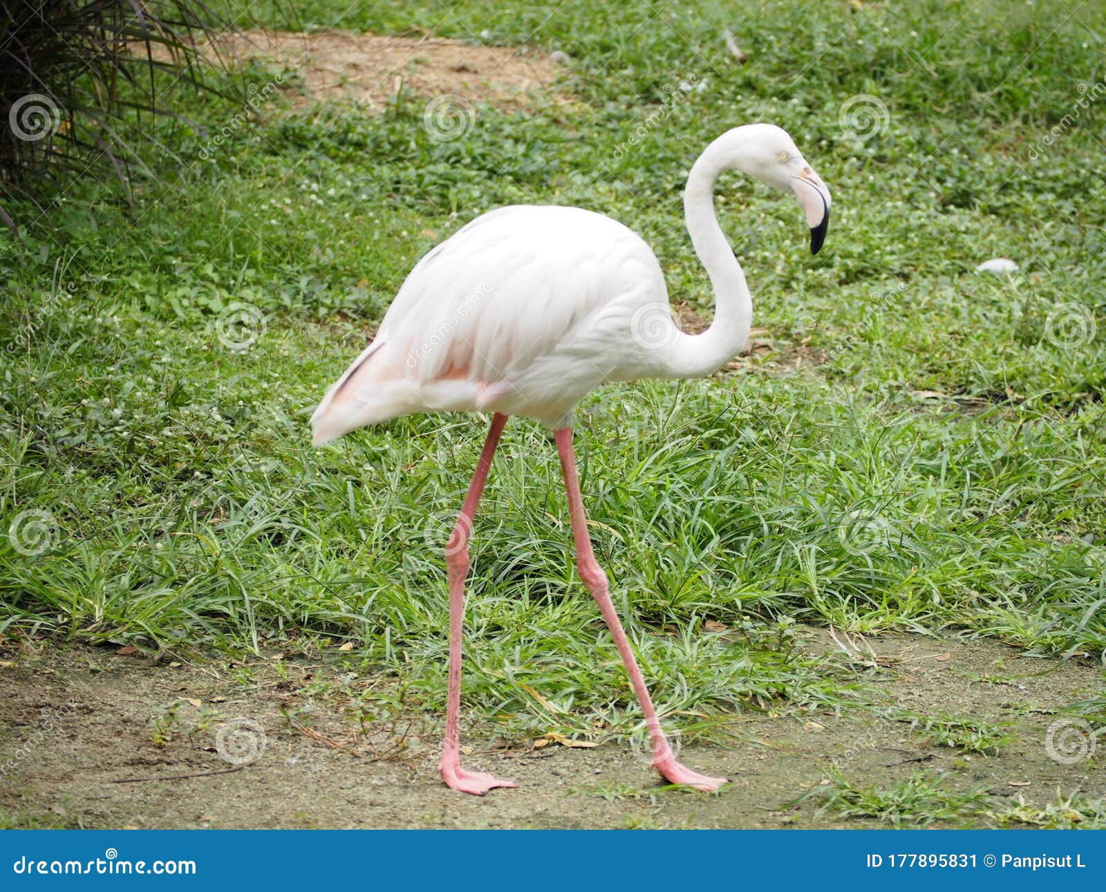 Flamingo stock image. Image of animals, flamingo, walk - 177895831
