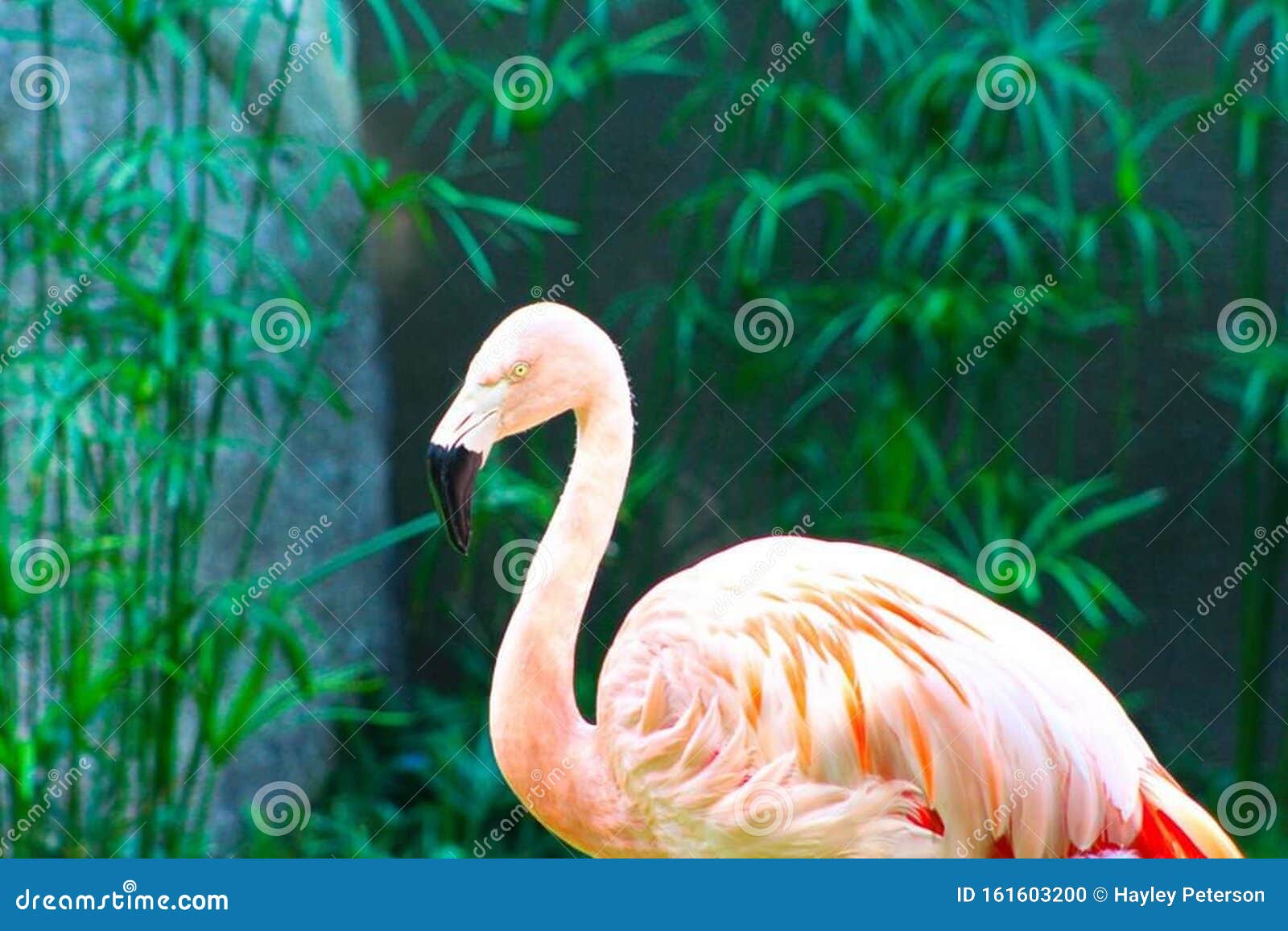 Flamingo in Water North Carolina Zoo Stock Photo - Image of flamingo ...