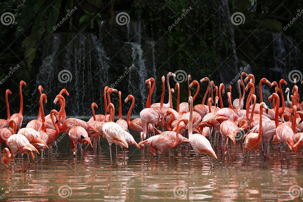 Flamingo with waterfall stock image. Image of nature - 28632245