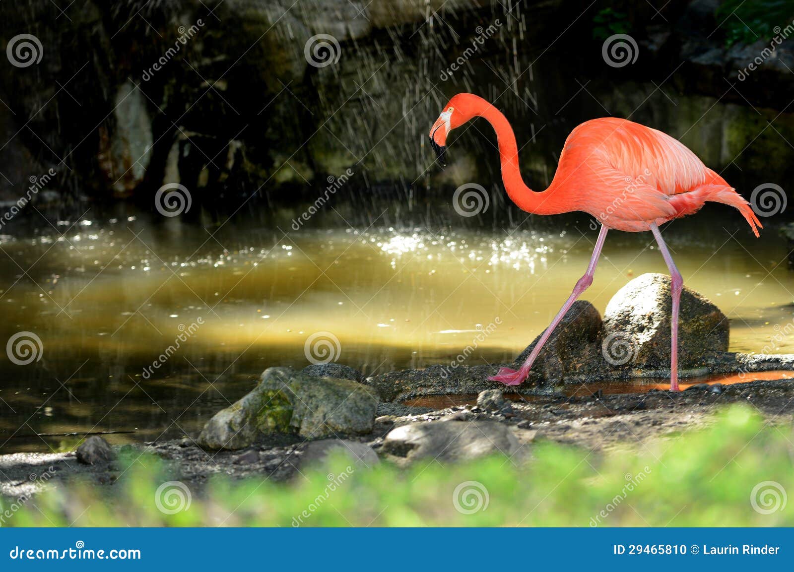 Flamingo in the waterfall stock photo. Image of search - 29465810