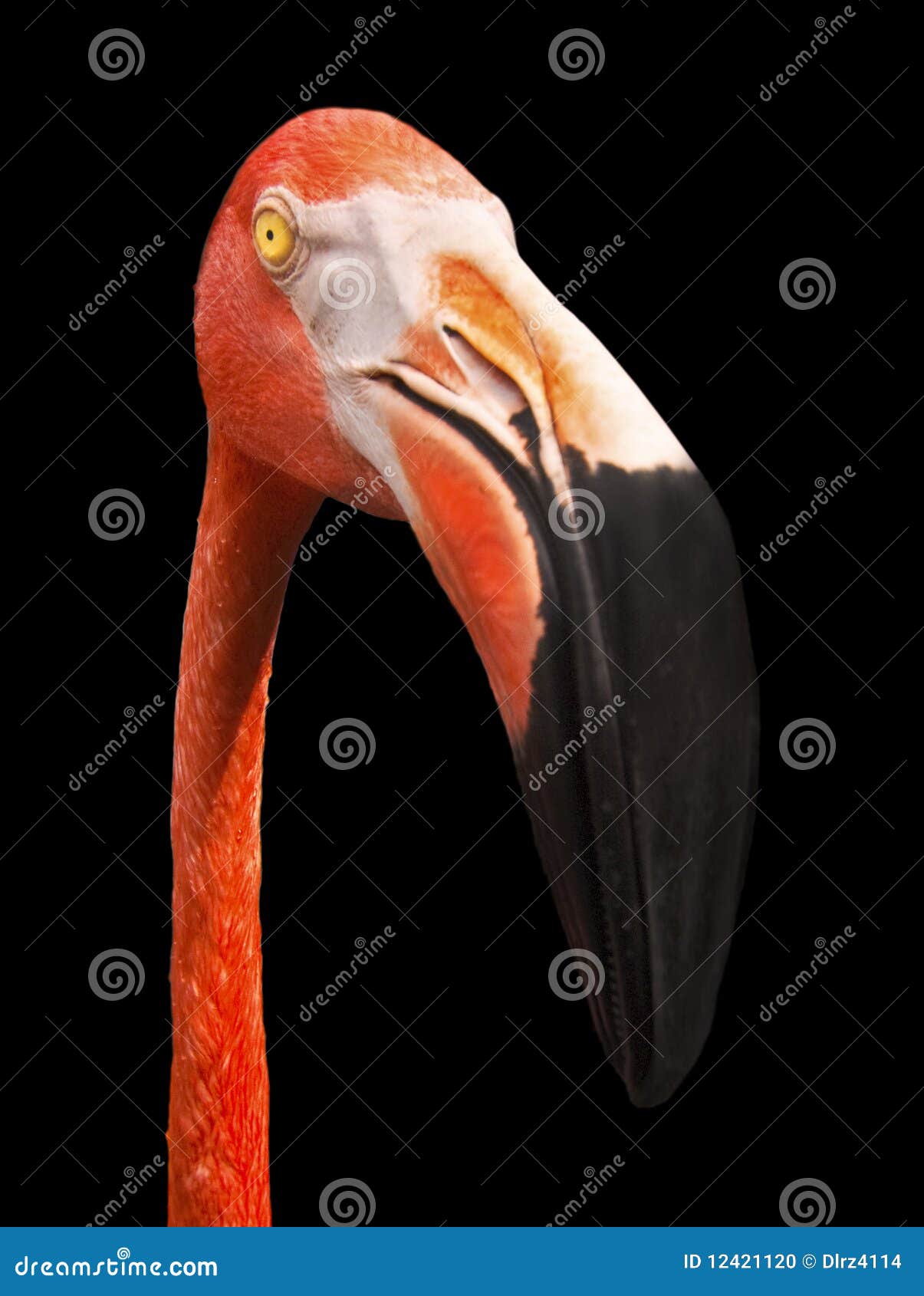 Flamingo Wide Close Up stock photo. Image of beak, sharp - 12421120