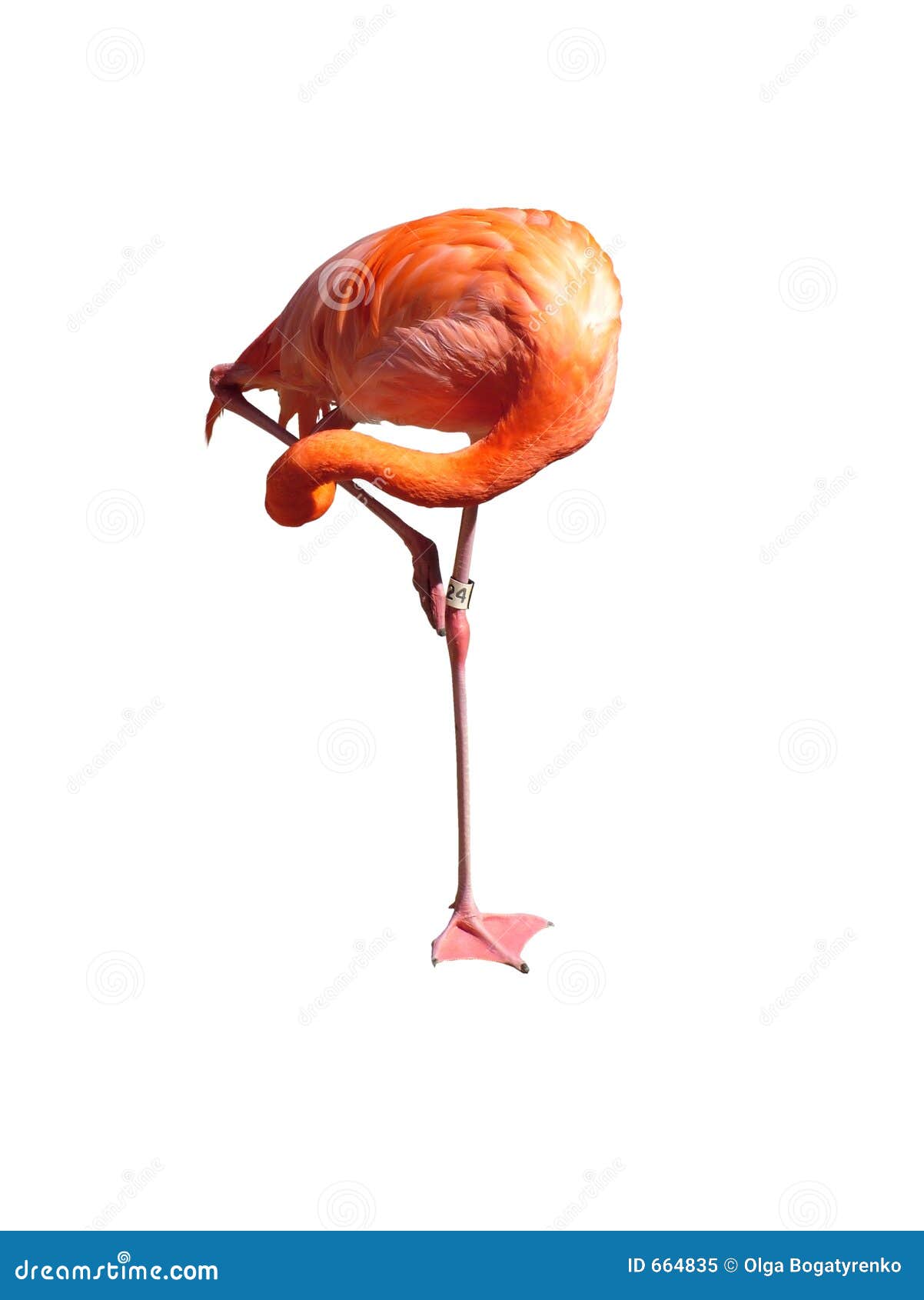 Flamingo Yoga stock image. Image of pretty, reach, exotic - 664835