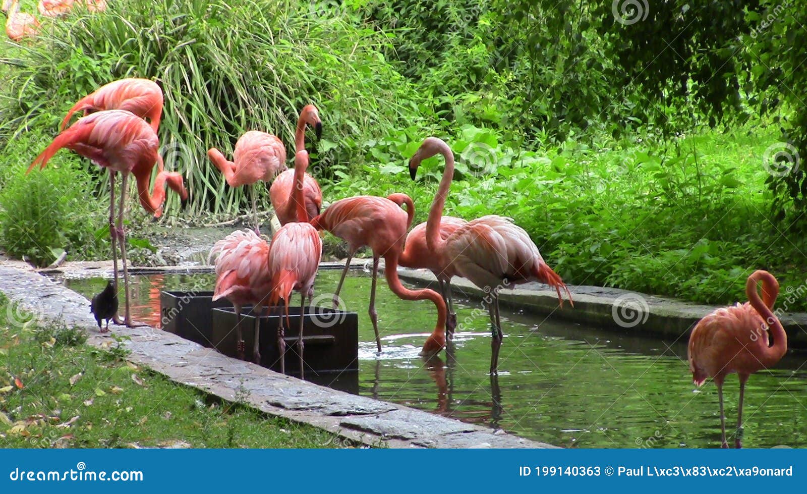 Pink Flamingo in the zoo stock image. Image of enclosure - 199140363