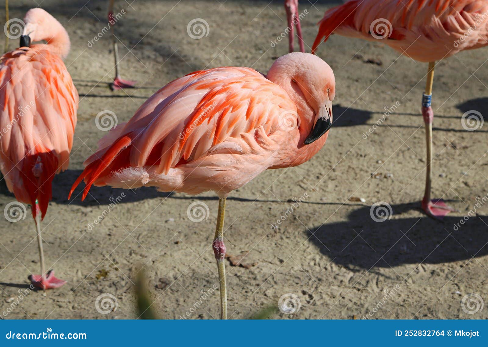 Flamingo sleeping stock photo. Image of landmark, view - 252832764