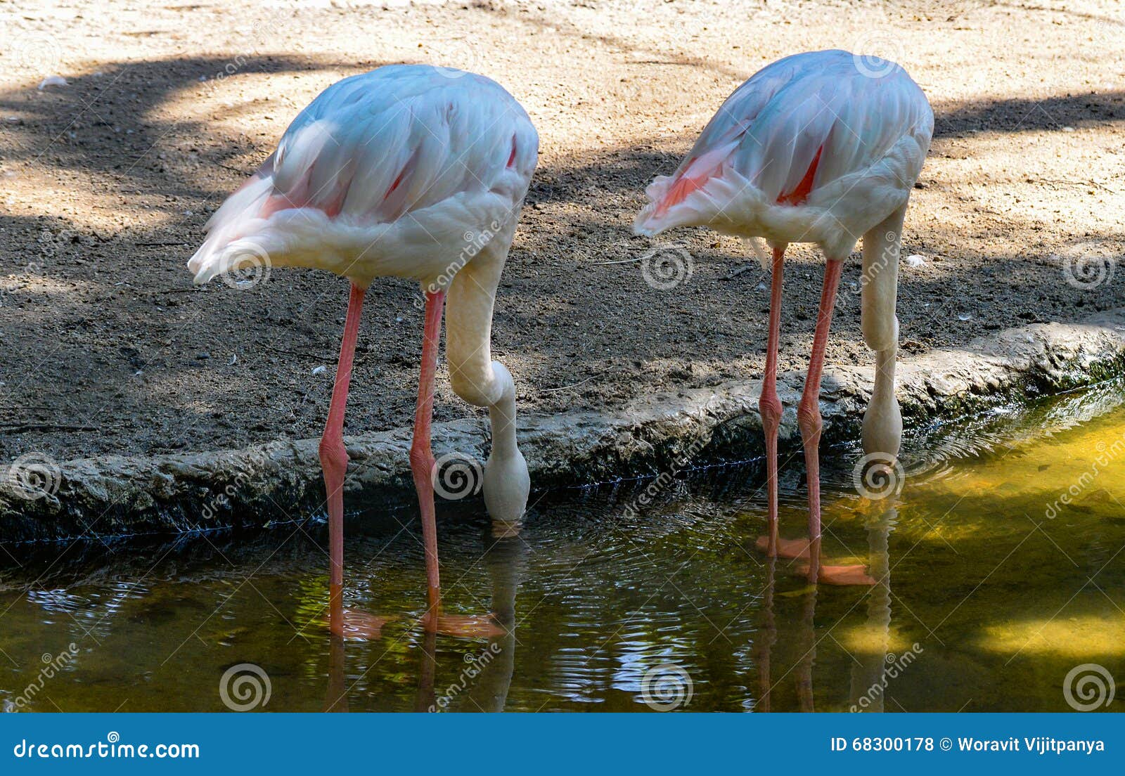 Flamingo in zoo stock photo. Image of green, family, long - 68300178