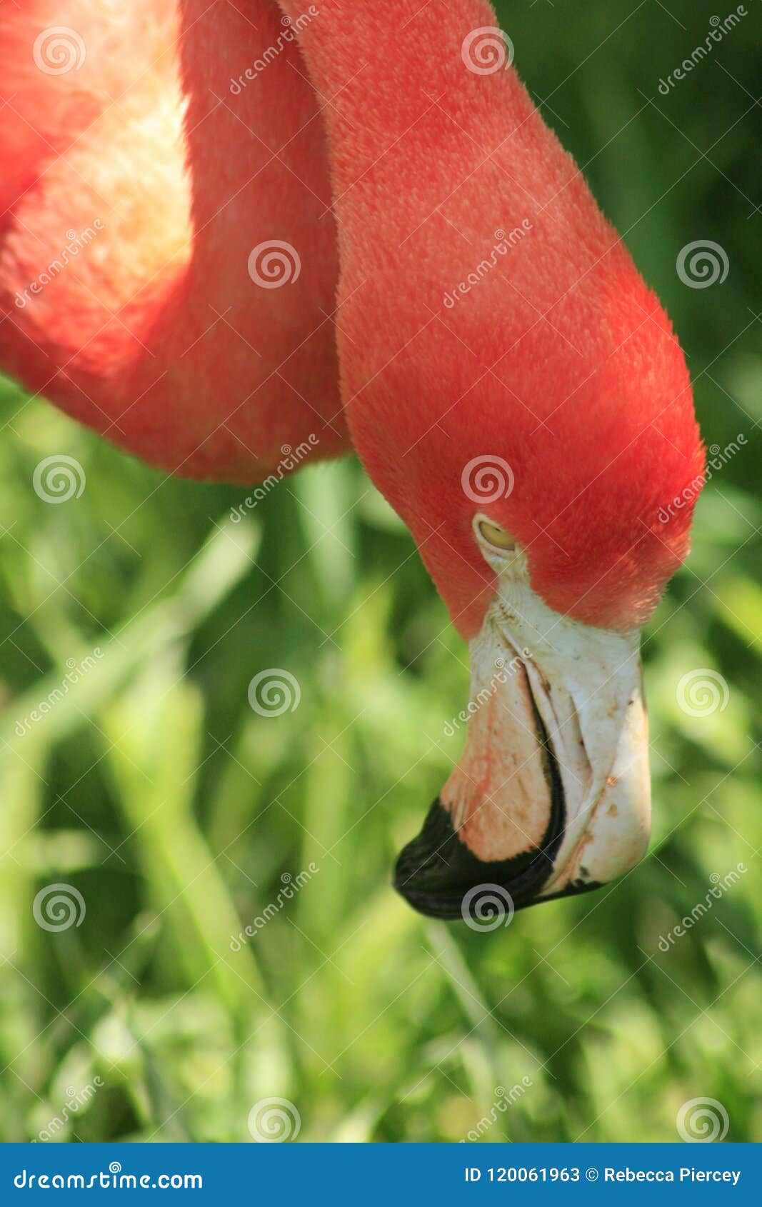 Pink lady stock image. Image of pink, nature, lady, flamingo - 120061963