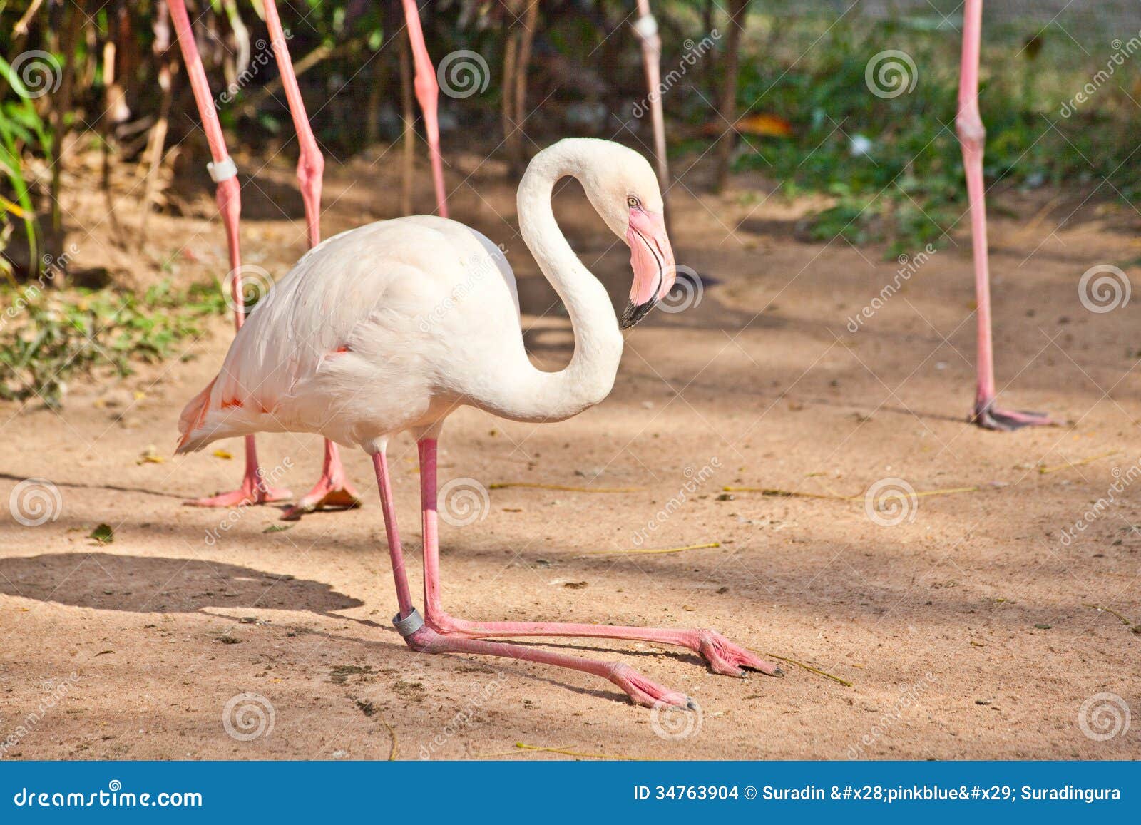 Flamingo in a zoo stock photo. Image of pond, relax, observing - 34763904