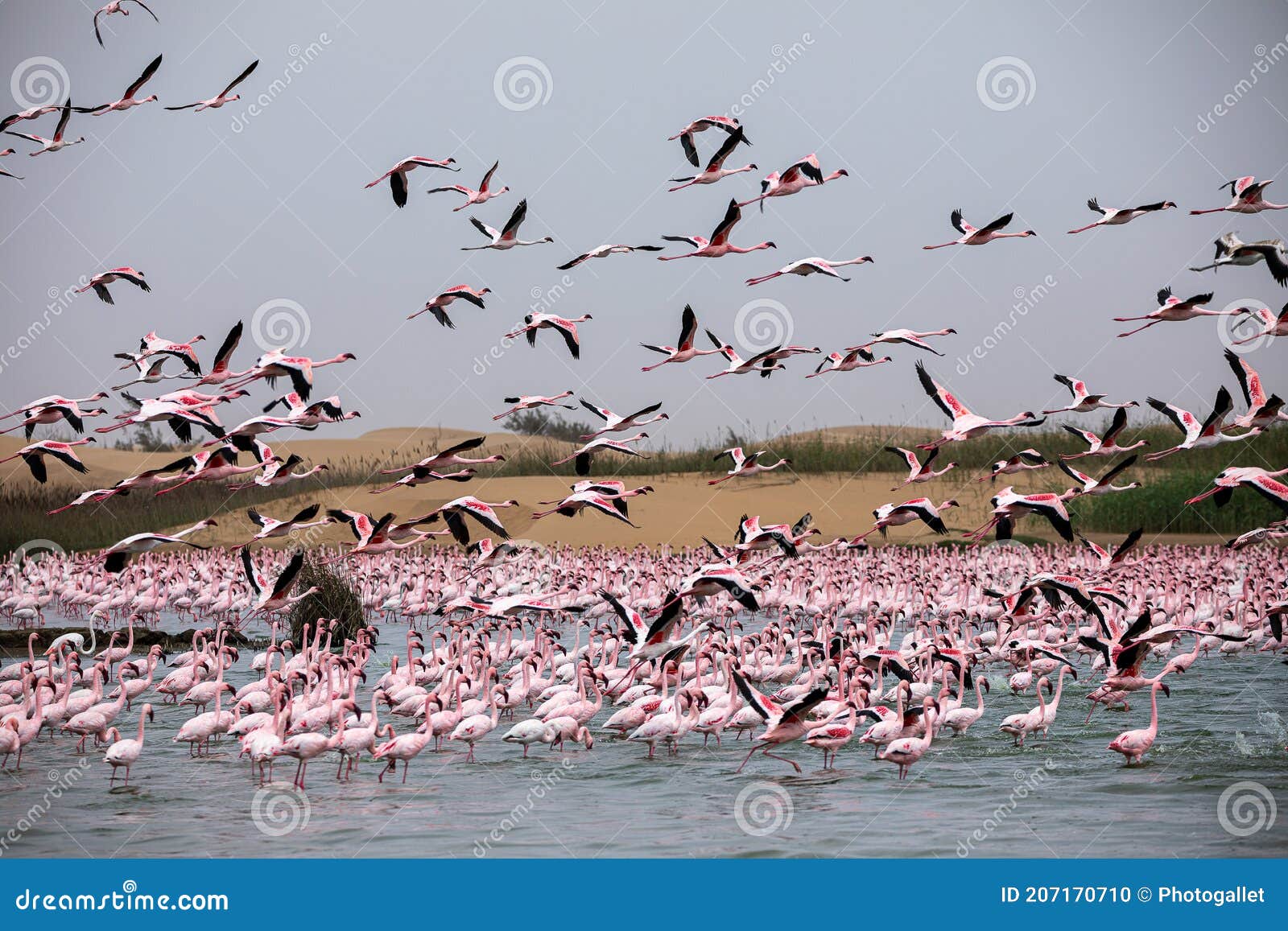 Flamingoes in Bird Paradise, Walvis Bay, Namibia Stock Photo - Image of ...