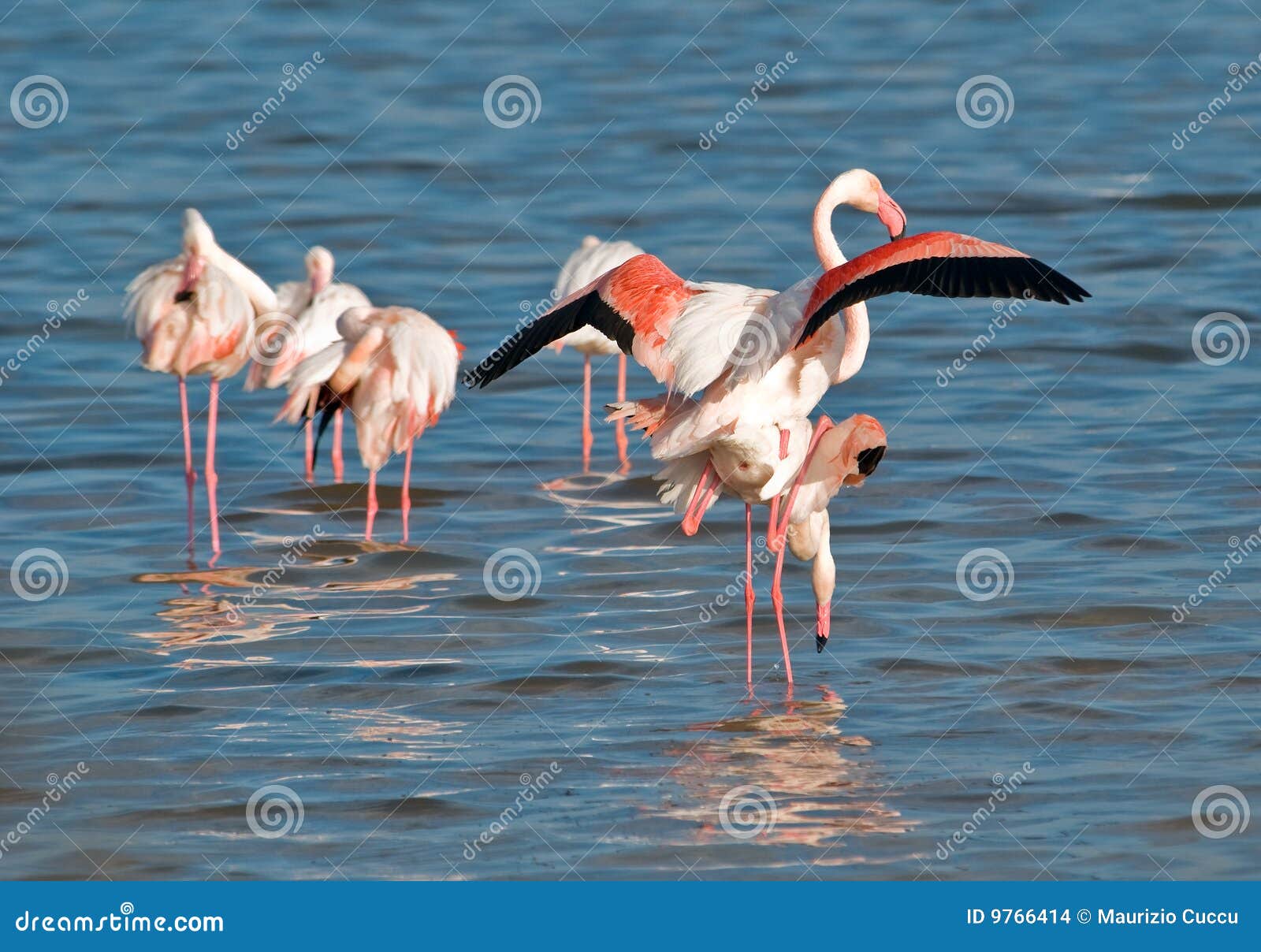 Flamingoes mating stock photo. Image of mating, flamingo - 9766414