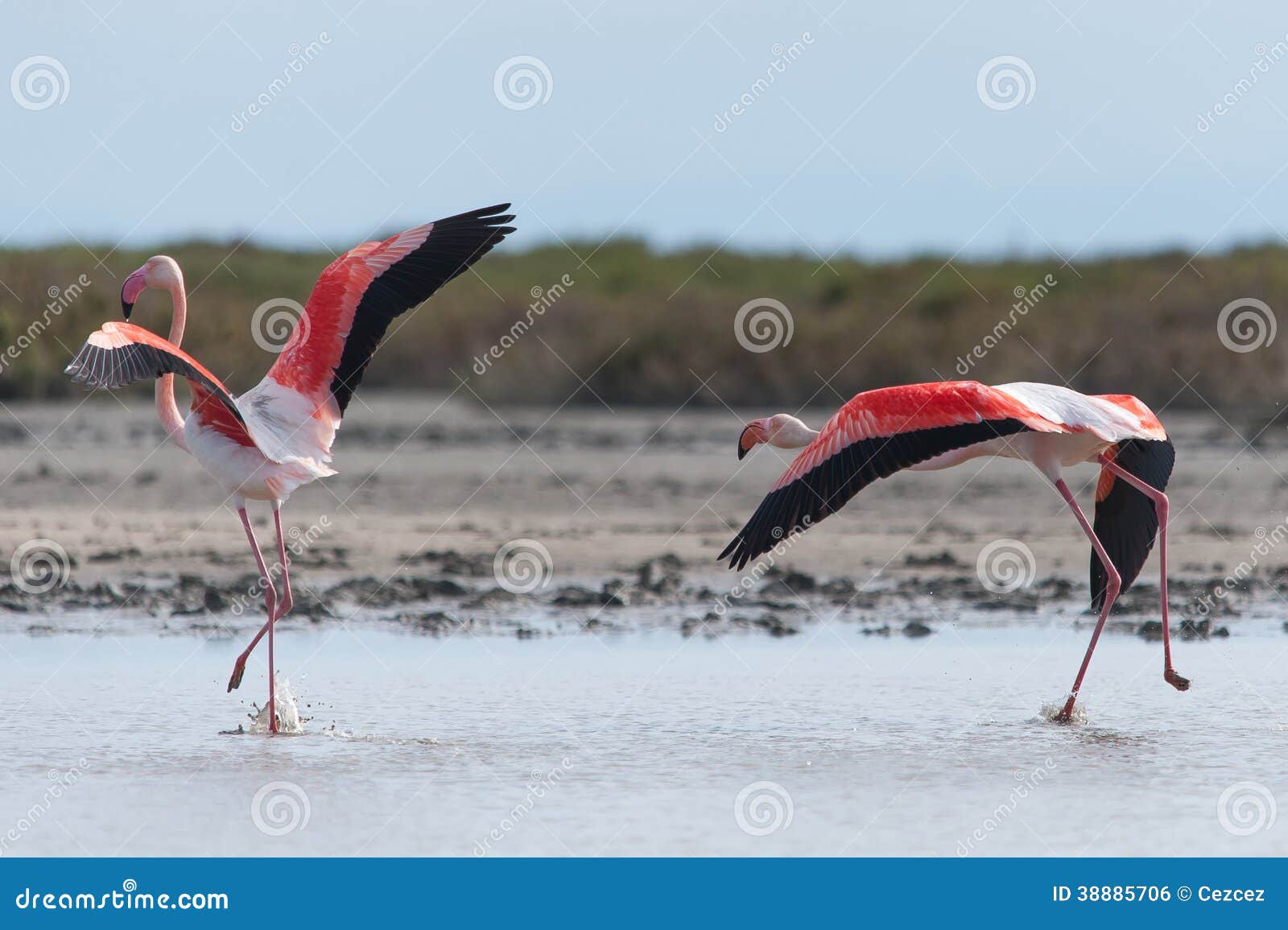 Flamingopaare Im Rhône-Flussdelta Stockfoto - Bild von blau, sonne ...