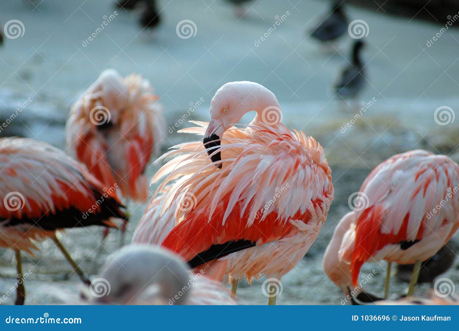 Flamingos stock photo. Image of back, cold, winter, stretching - 1036696