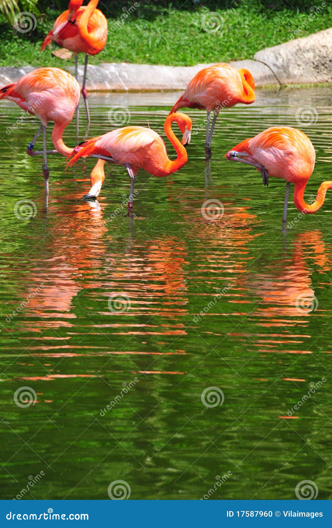 Flamingos stock photo. Image of bird, park, beauty, natural - 17587960