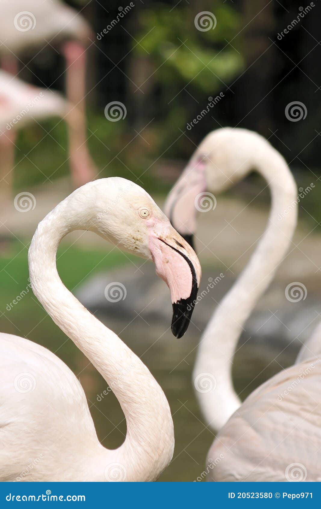 Flamingos stock photo. Image of peak, feather, shape - 20523580