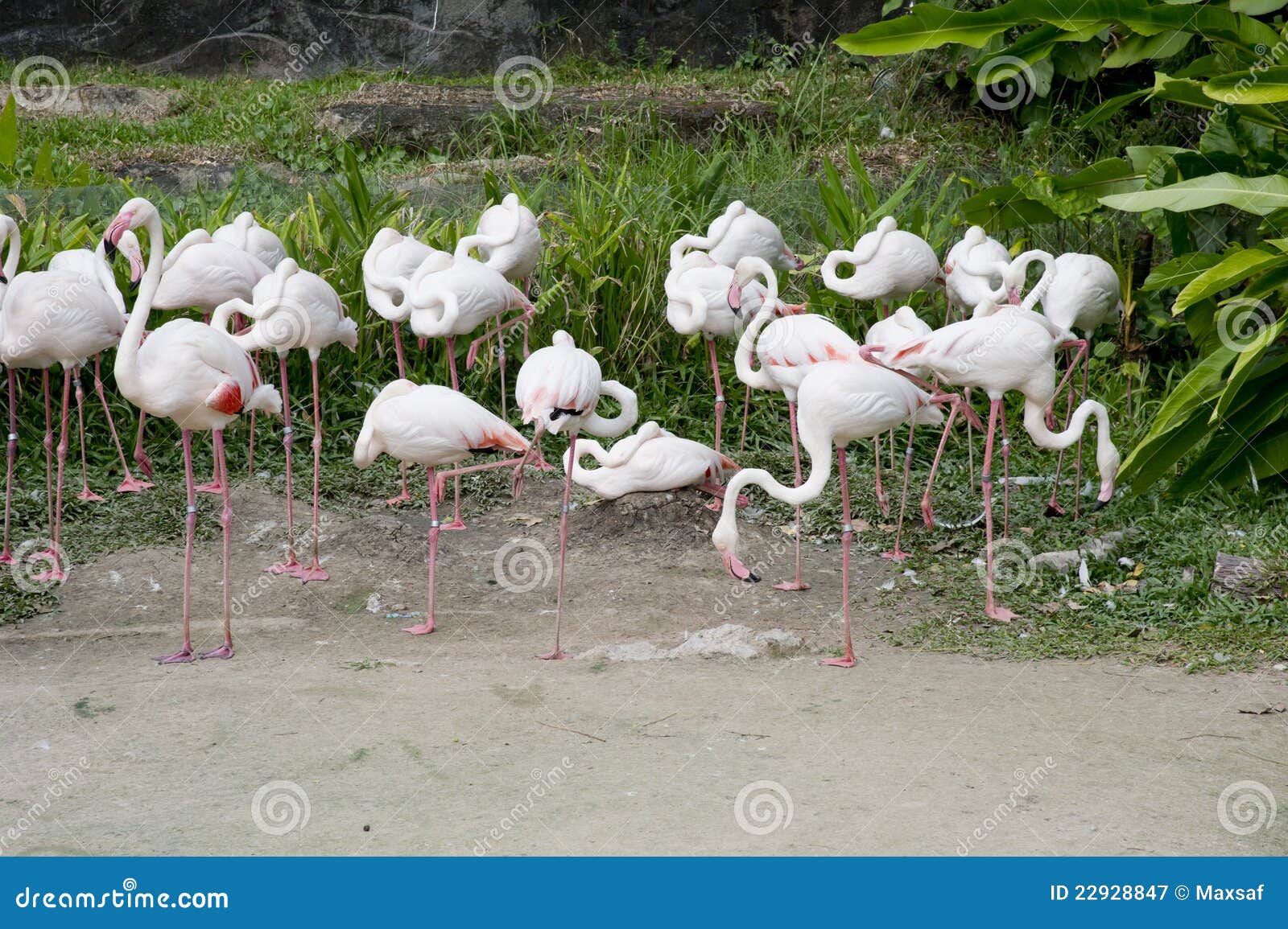 Flamingos stock image. Image of life, asia, animals, birds - 22928847