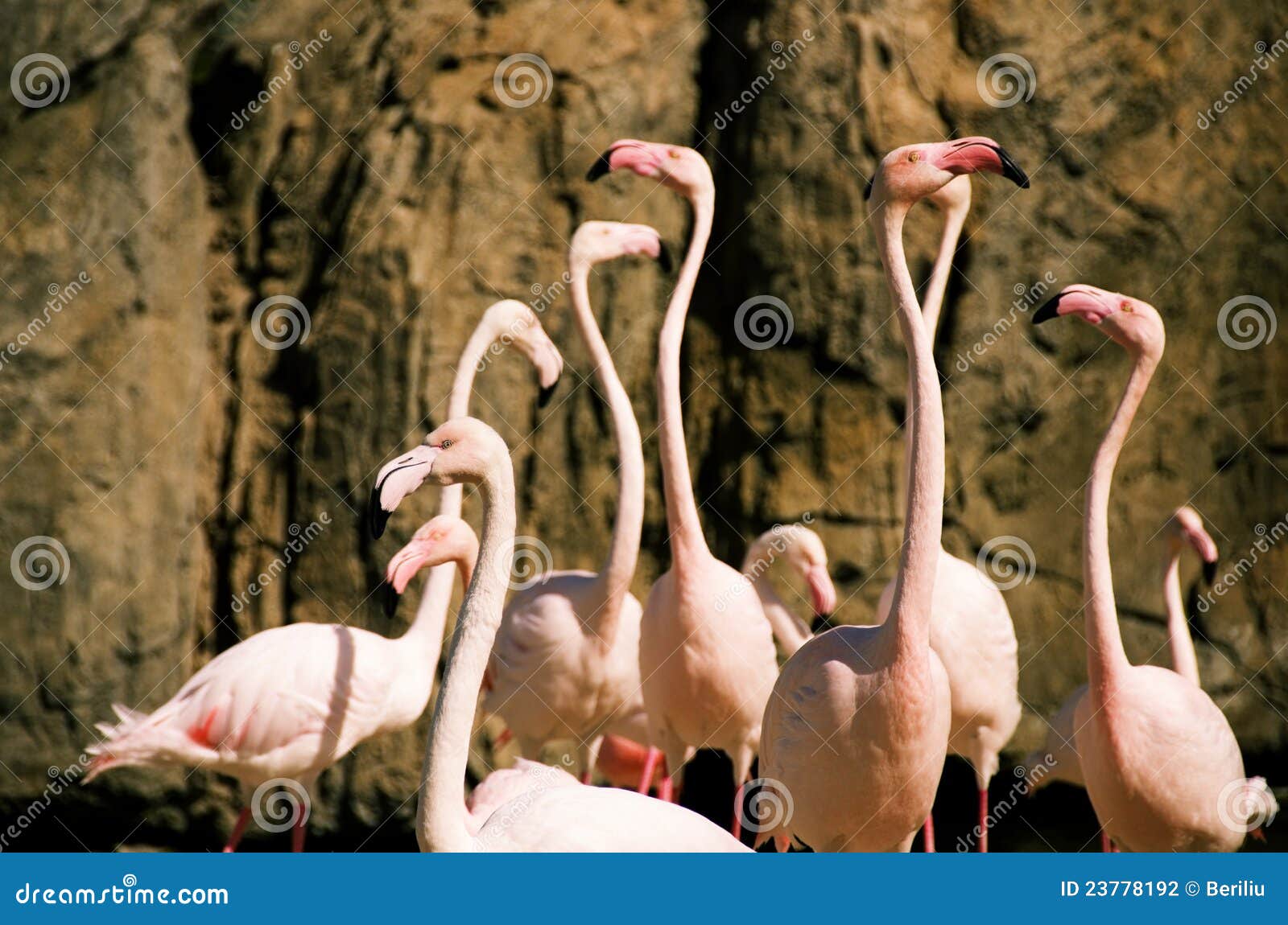 Flamingos stock photo. Image of alert, tall, bird, animal - 23778192