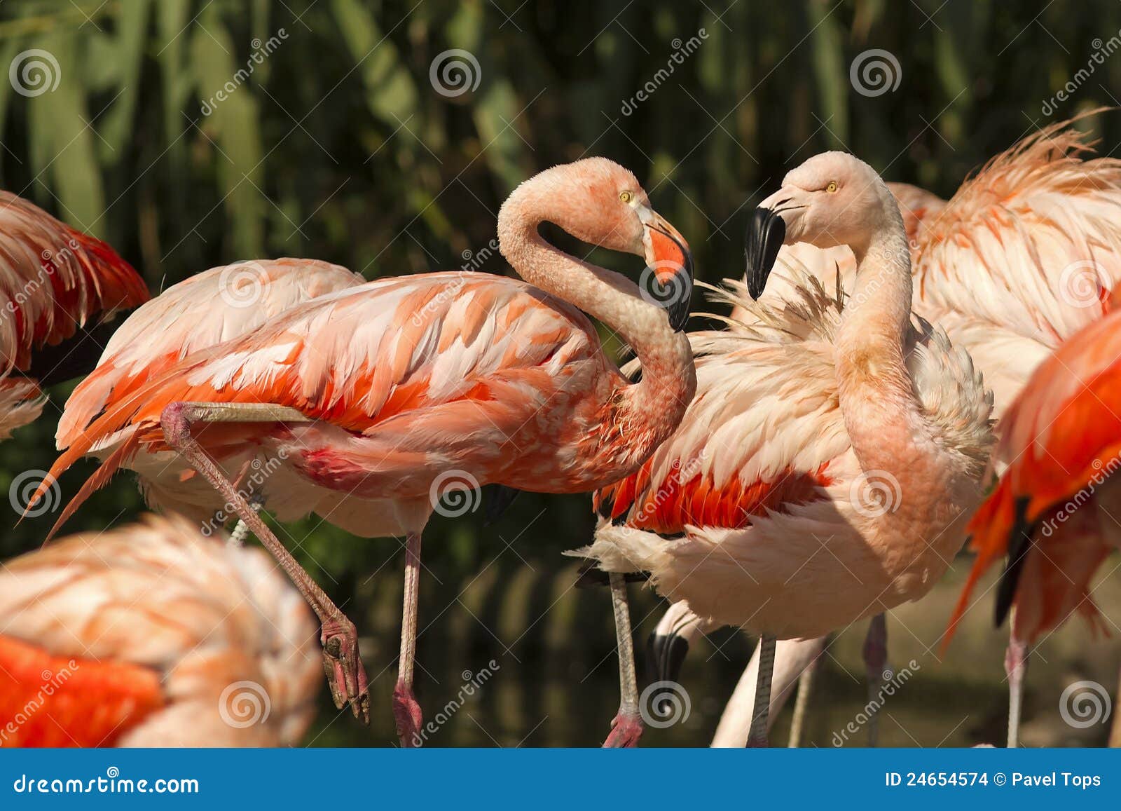 Flamingos stock photo. Image of scenery, waterfowl, color - 24654574
