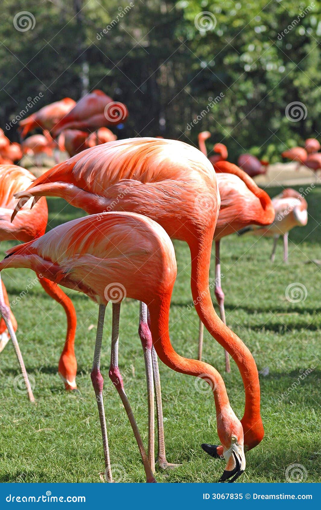 Flamingos stock image. Image of america, fowl, neck, captured - 3067835