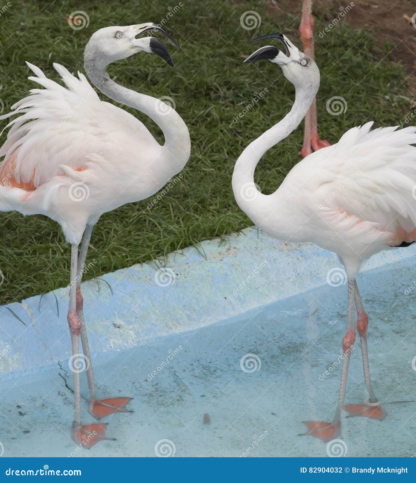 Flamingos stock photo. Image of freshwater, animal, aggressive - 82904032