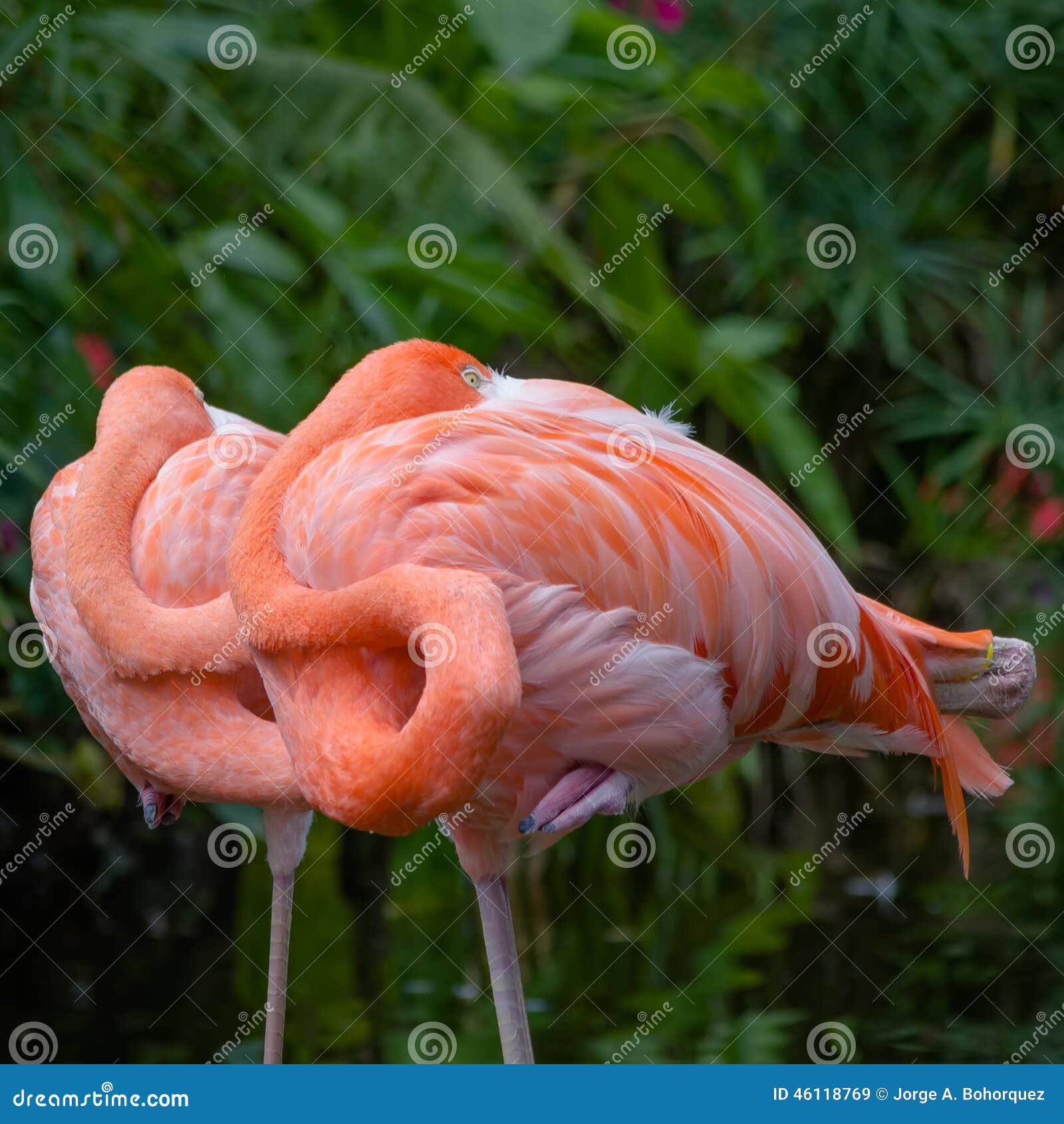 Flamingos awakening stock image. Image of pink, animal - 46118769