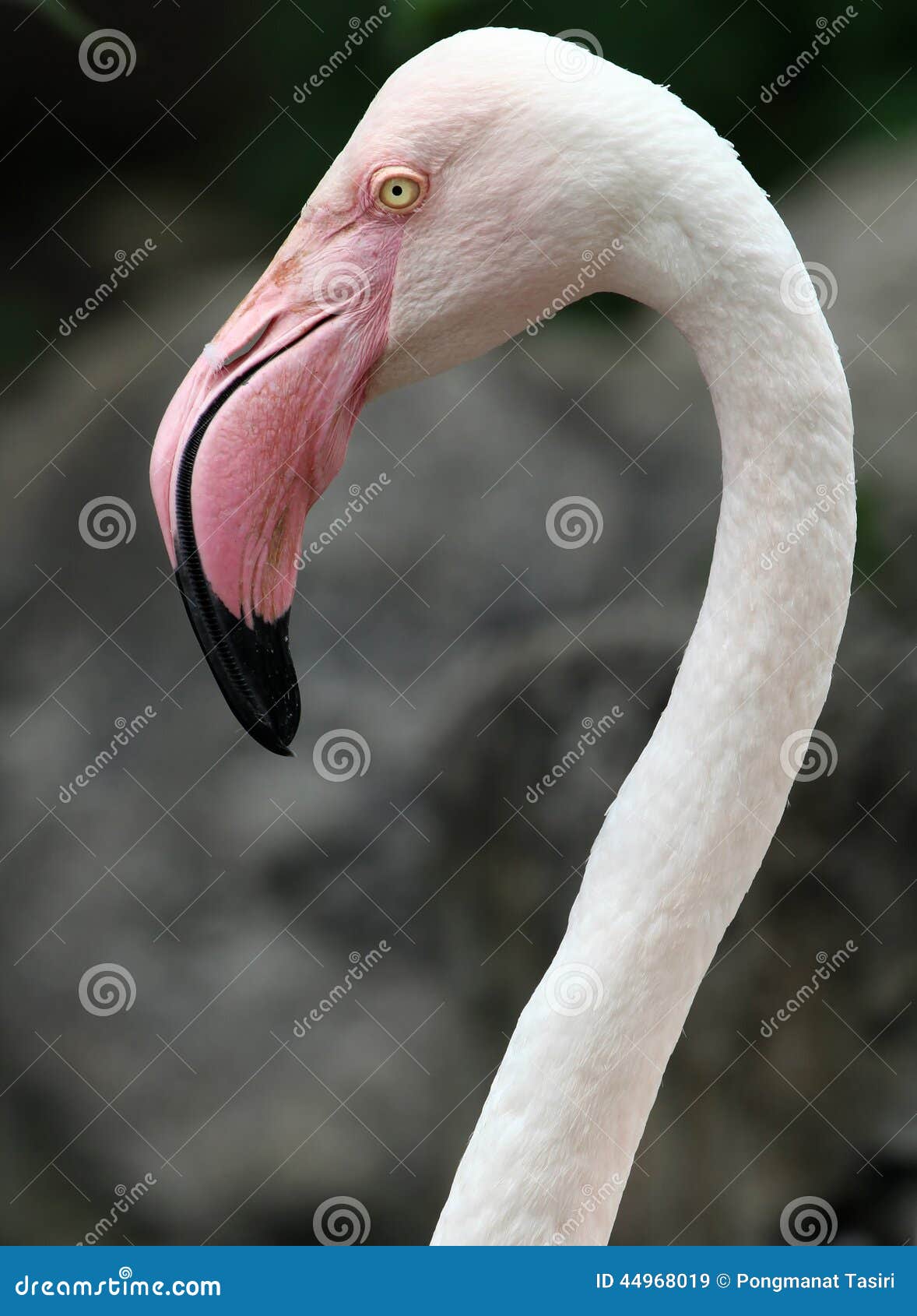 Flamingos stock image. Image of minor, background, phoenicopterus ...
