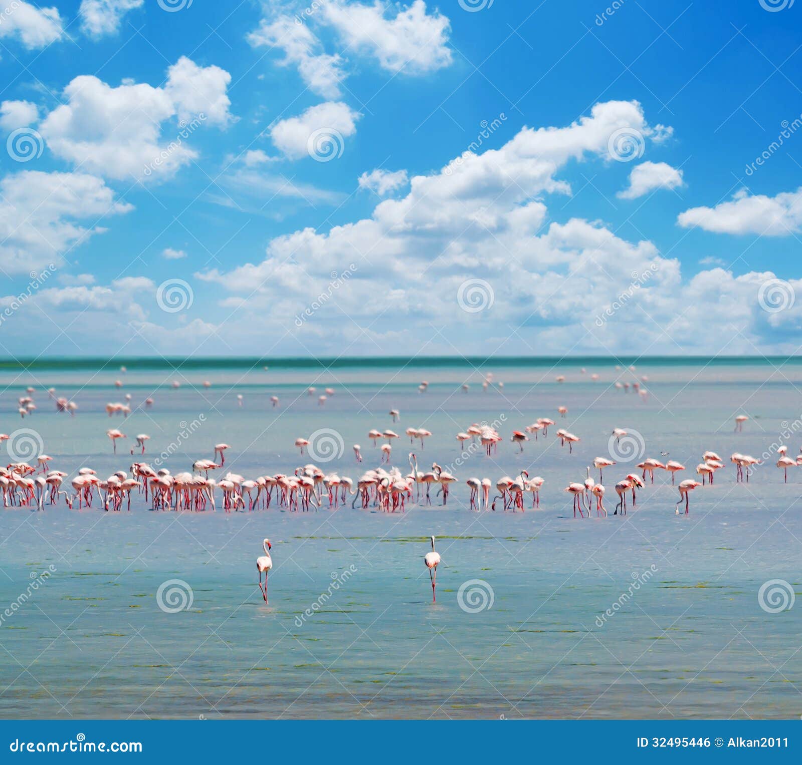 Flamingos and clouds stock photo. Image of characteristic - 32495446