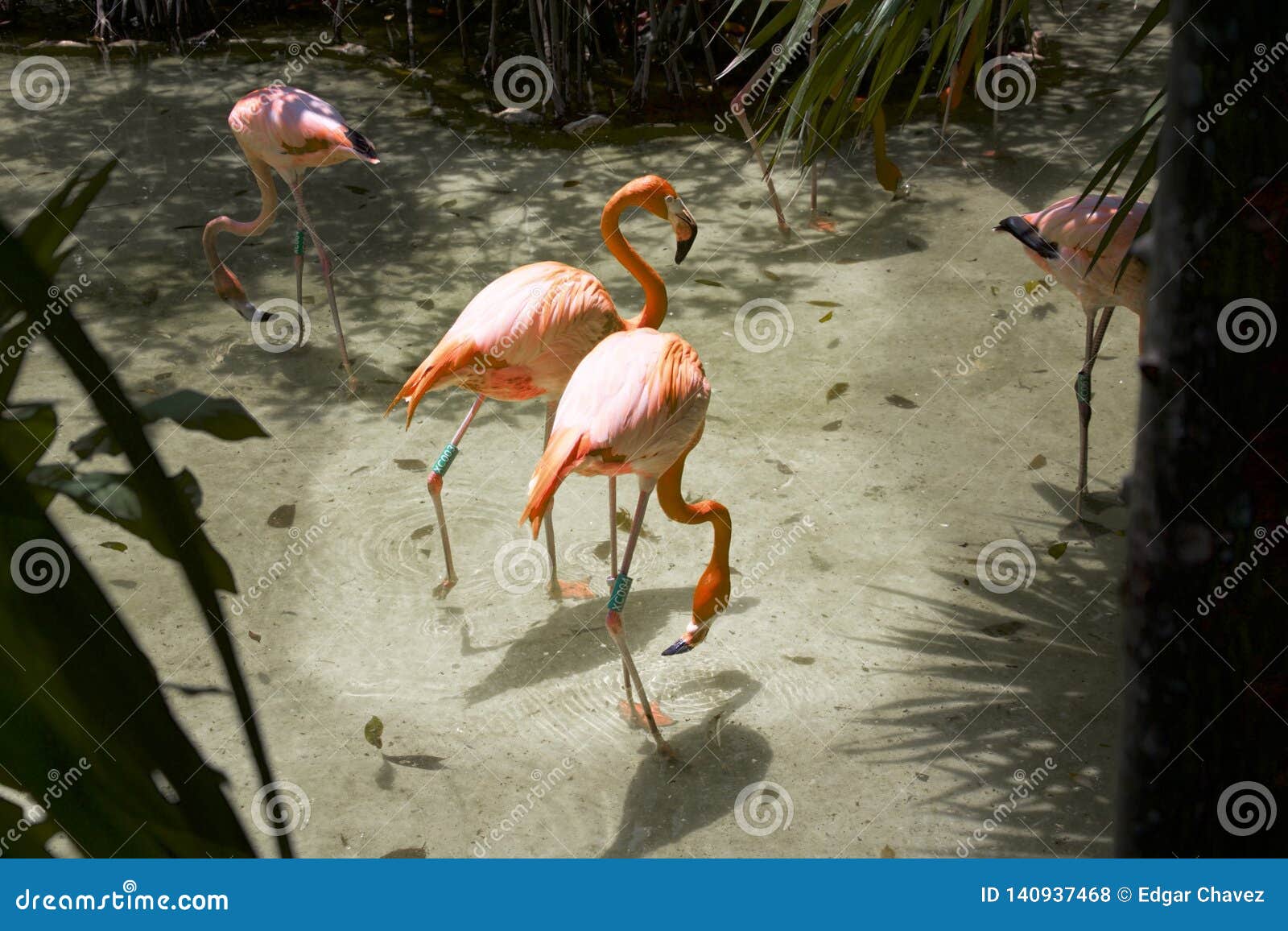Flamingos Cooling Down in a River Forest Stock Photo - Image of water ...
