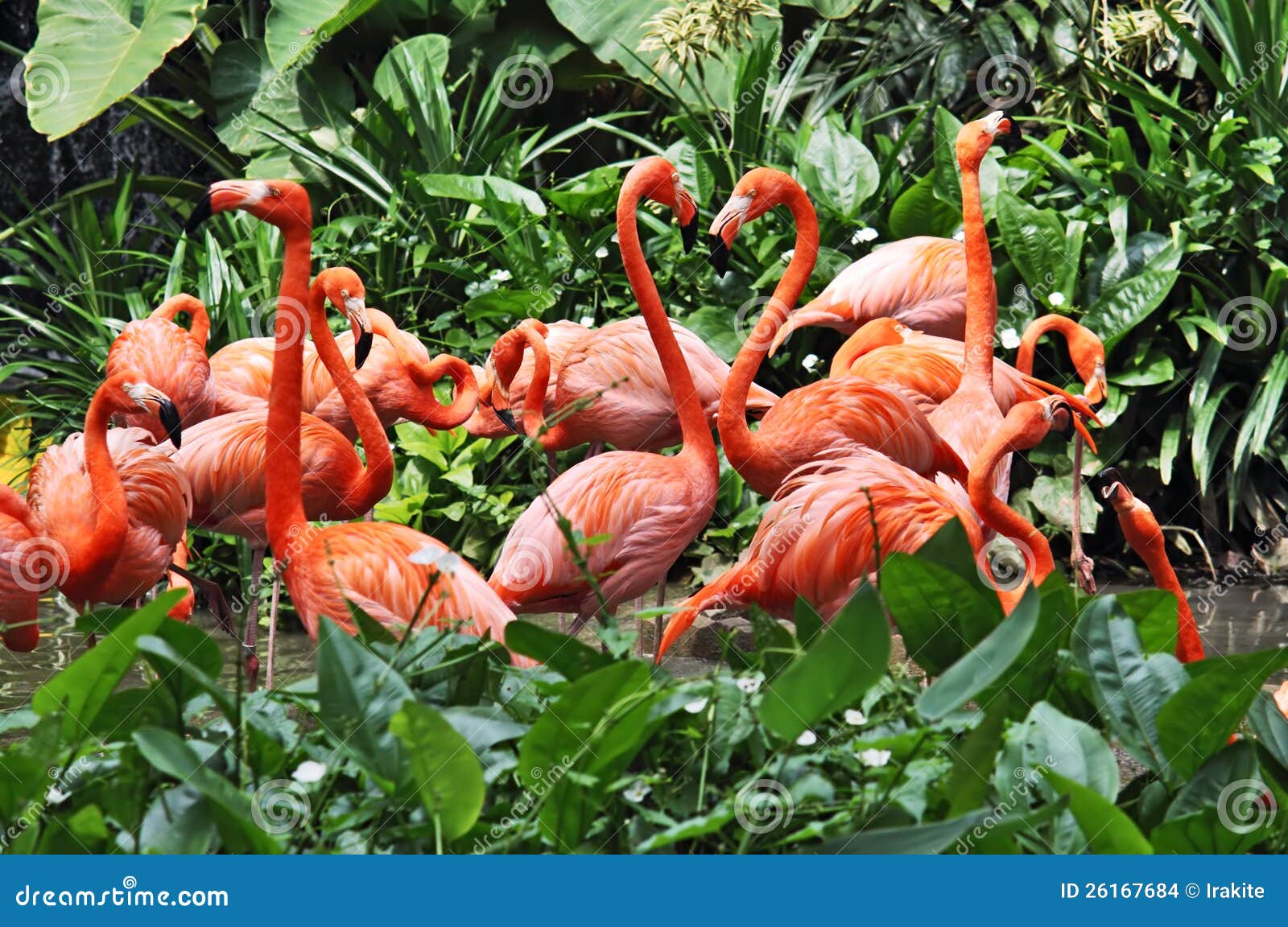 Flamingos dancing stock photo. Image of pink, feather - 26167684