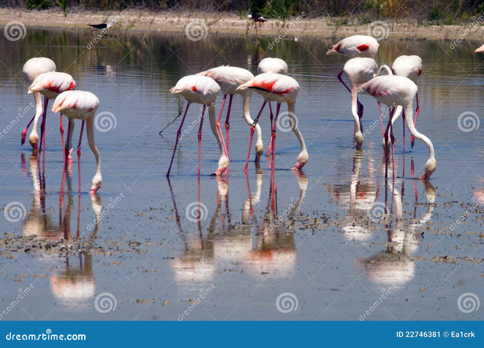 Flamingos eating stock image. Image of pink, wild, birds - 22746381