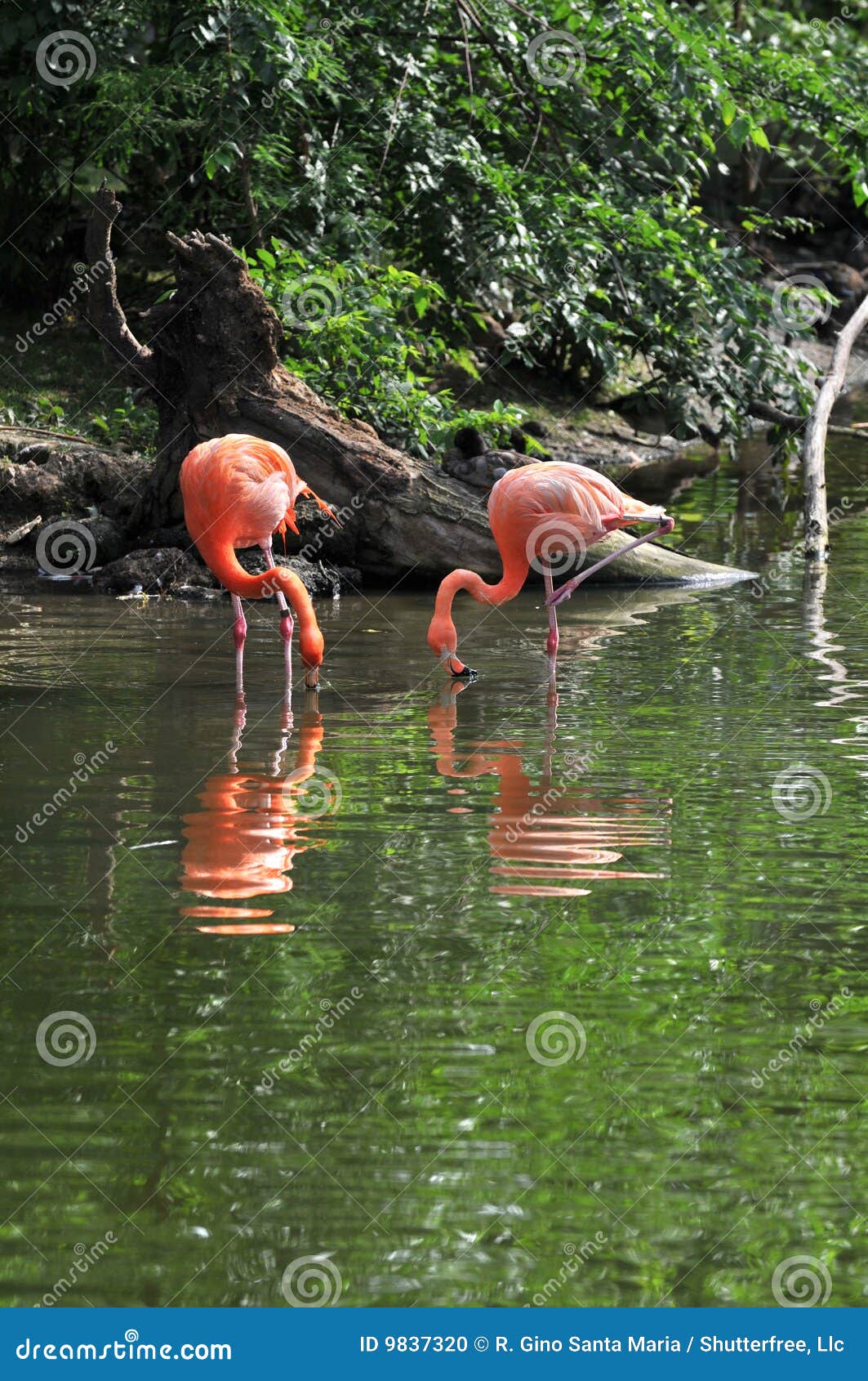 Flamingos Eating stock photo. Image of wildlife, feathers - 9837320