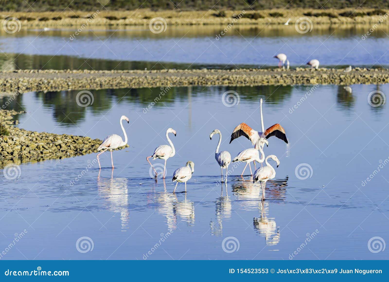 Flamingos Eating Stock Images - Download 607 Royalty Free Photos