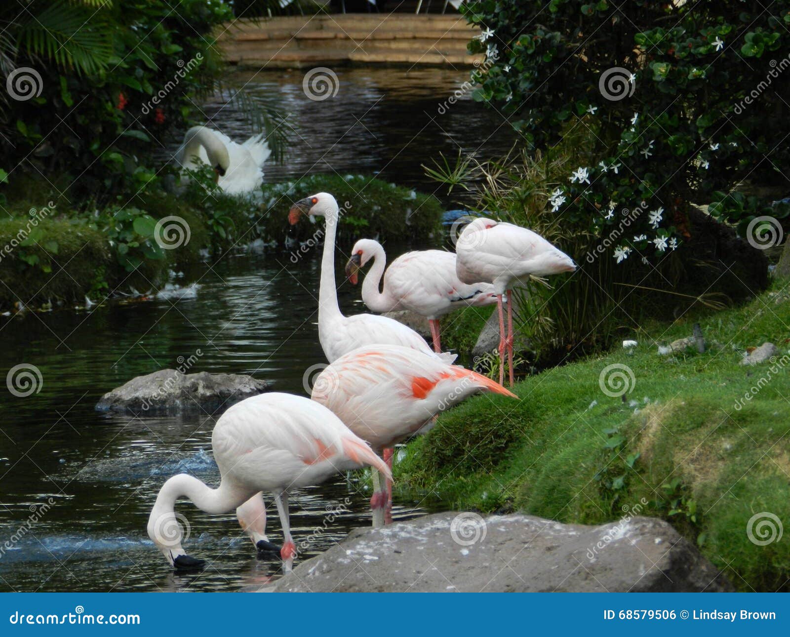 Flamingos stock photo. Image of flamingos, eating, hawaii - 68579506