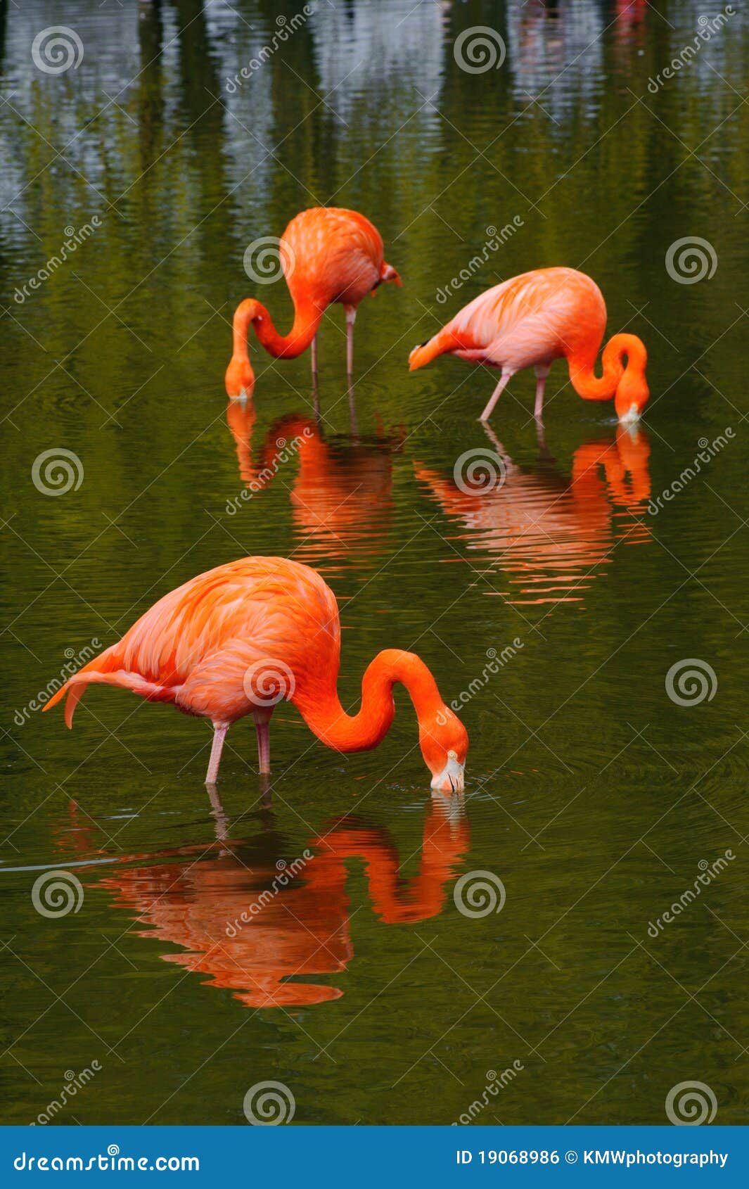 Flamingos feeding stock photo. Image of lake, peaceful - 19068986