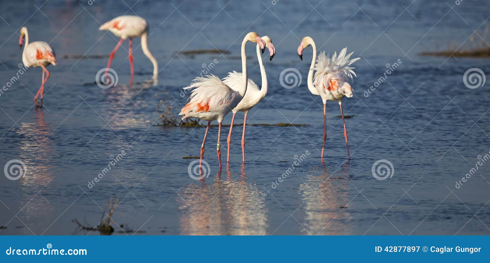 Flamingos Fighting stock image. Image of fighting, flamingos - 42877897