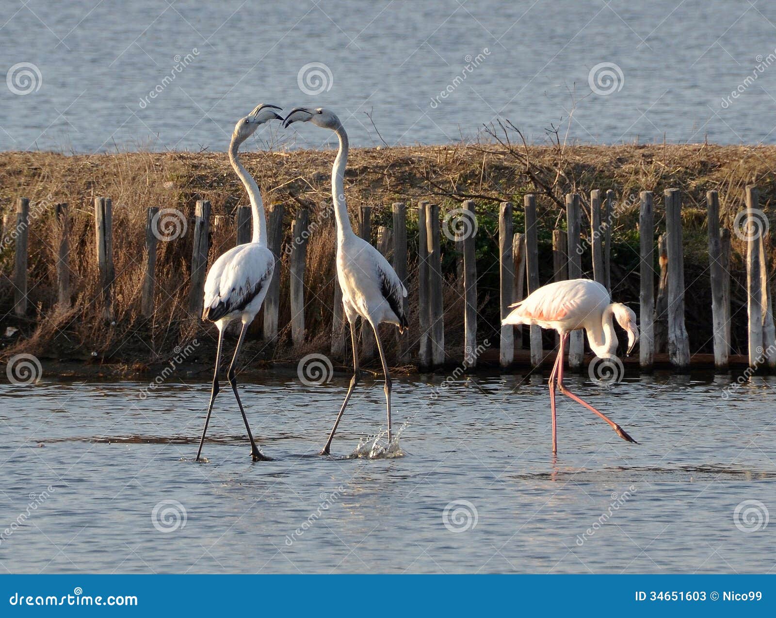 Flamingos fighting stock image. Image of copy, flamingos - 34651603