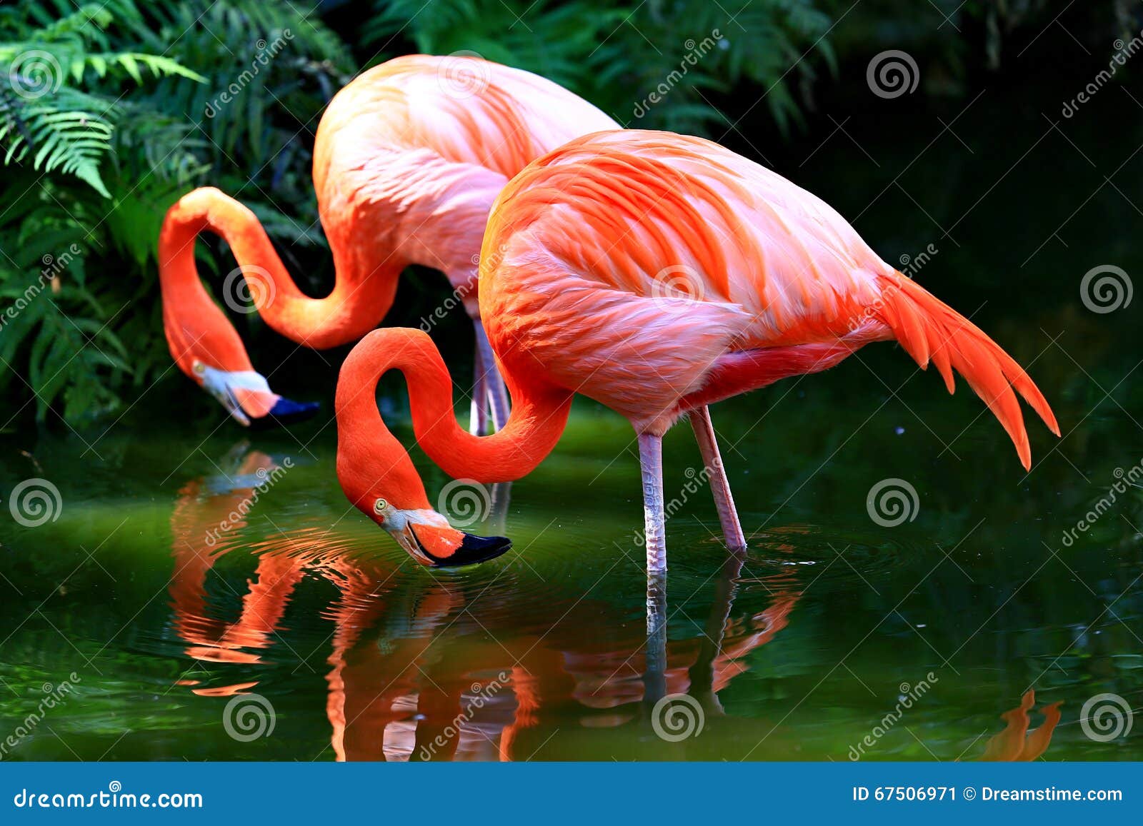 Flamingos stock image. Image of tall, shellfish, flamingos - 67506971