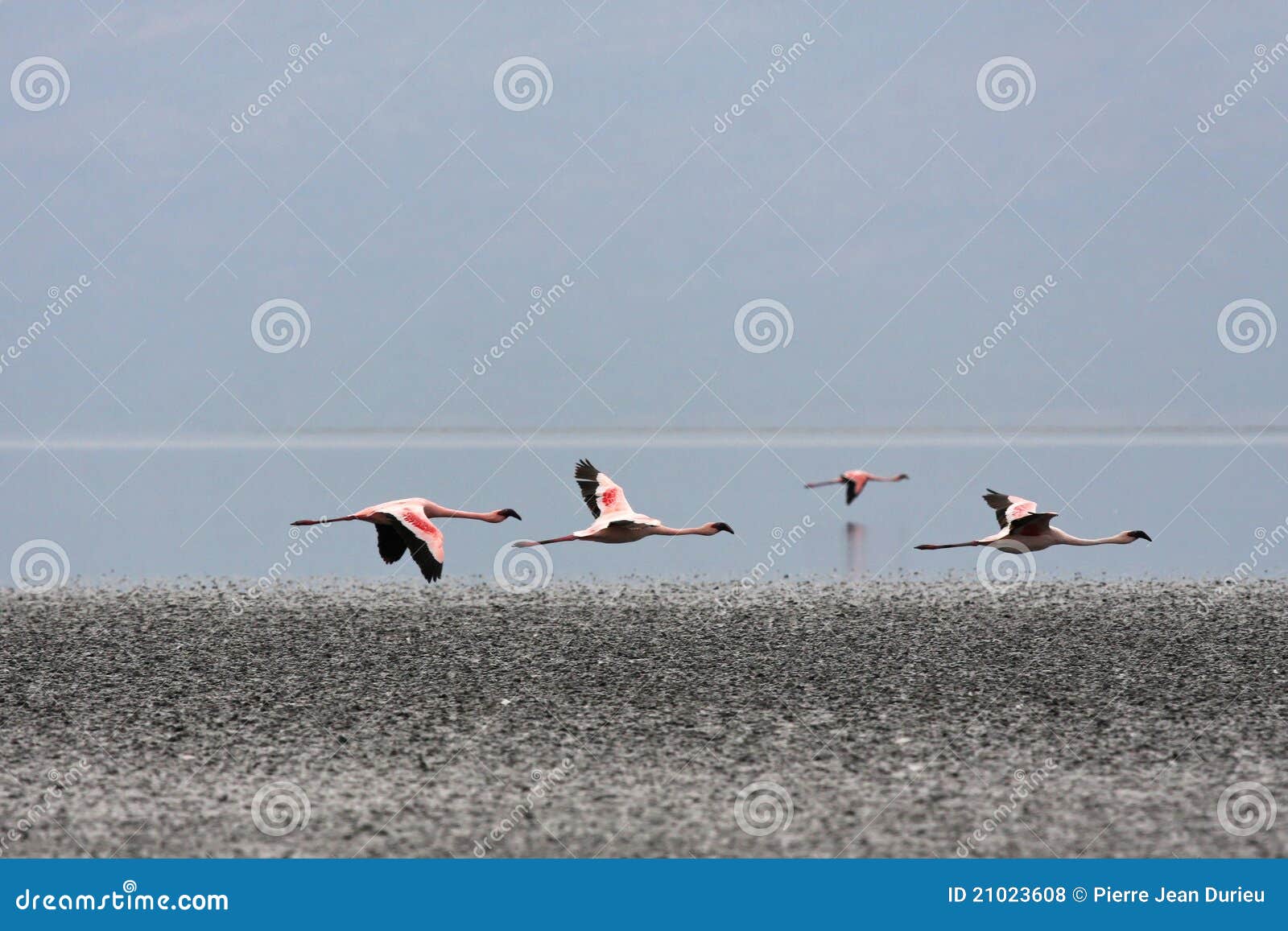 Flamingos in Flight stock photo. Image of flight, africa - 21023608