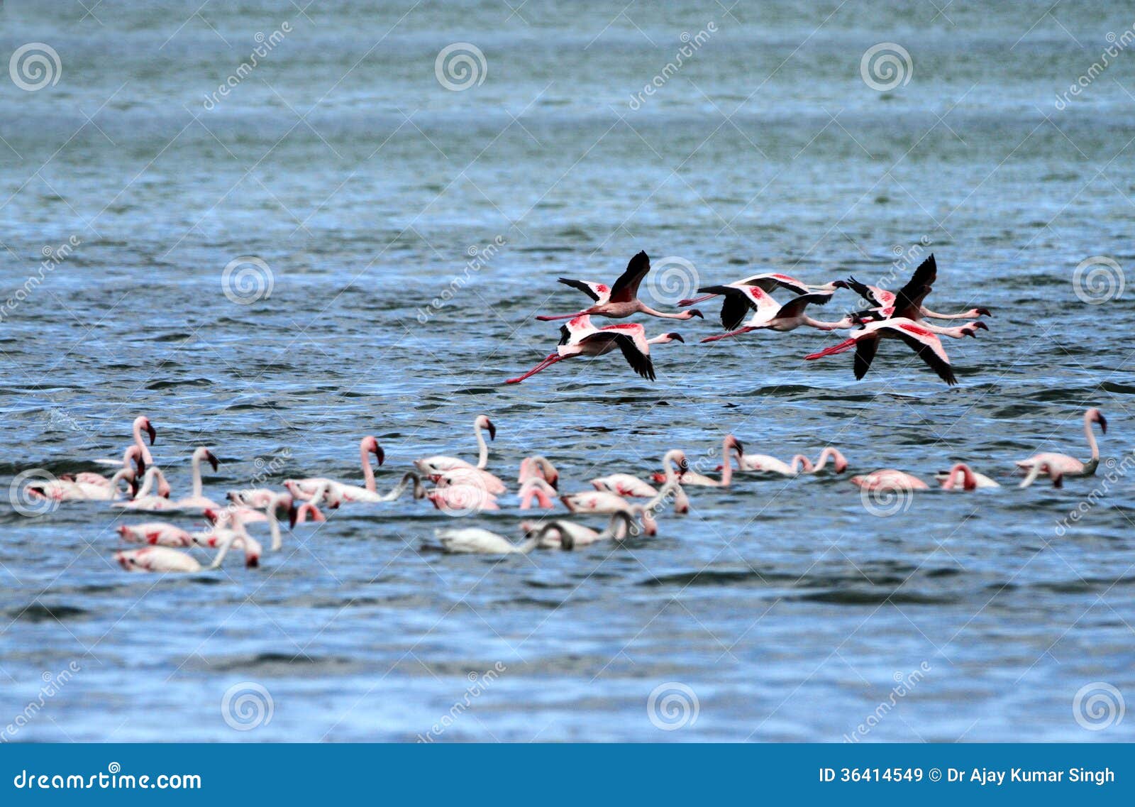Flamingos in flight stock image. Image of heart, aves - 36414549