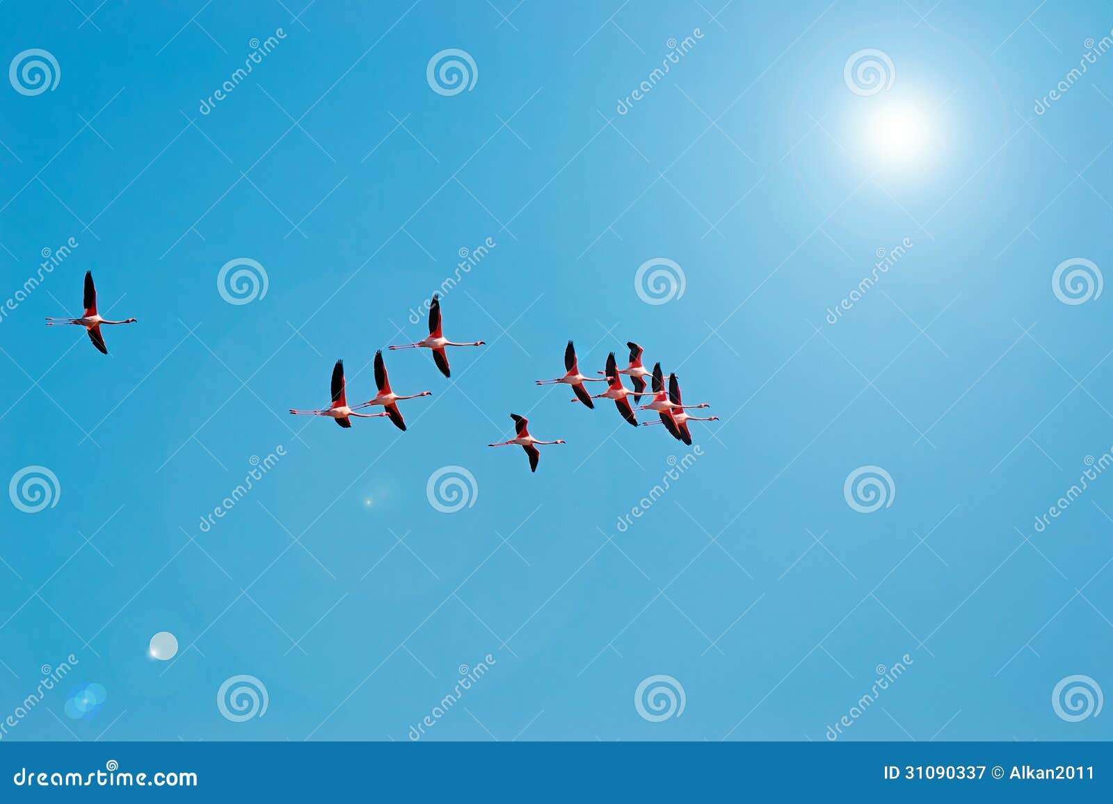 Flamingos flock stock image. Image of sardinia, rose - 31090337