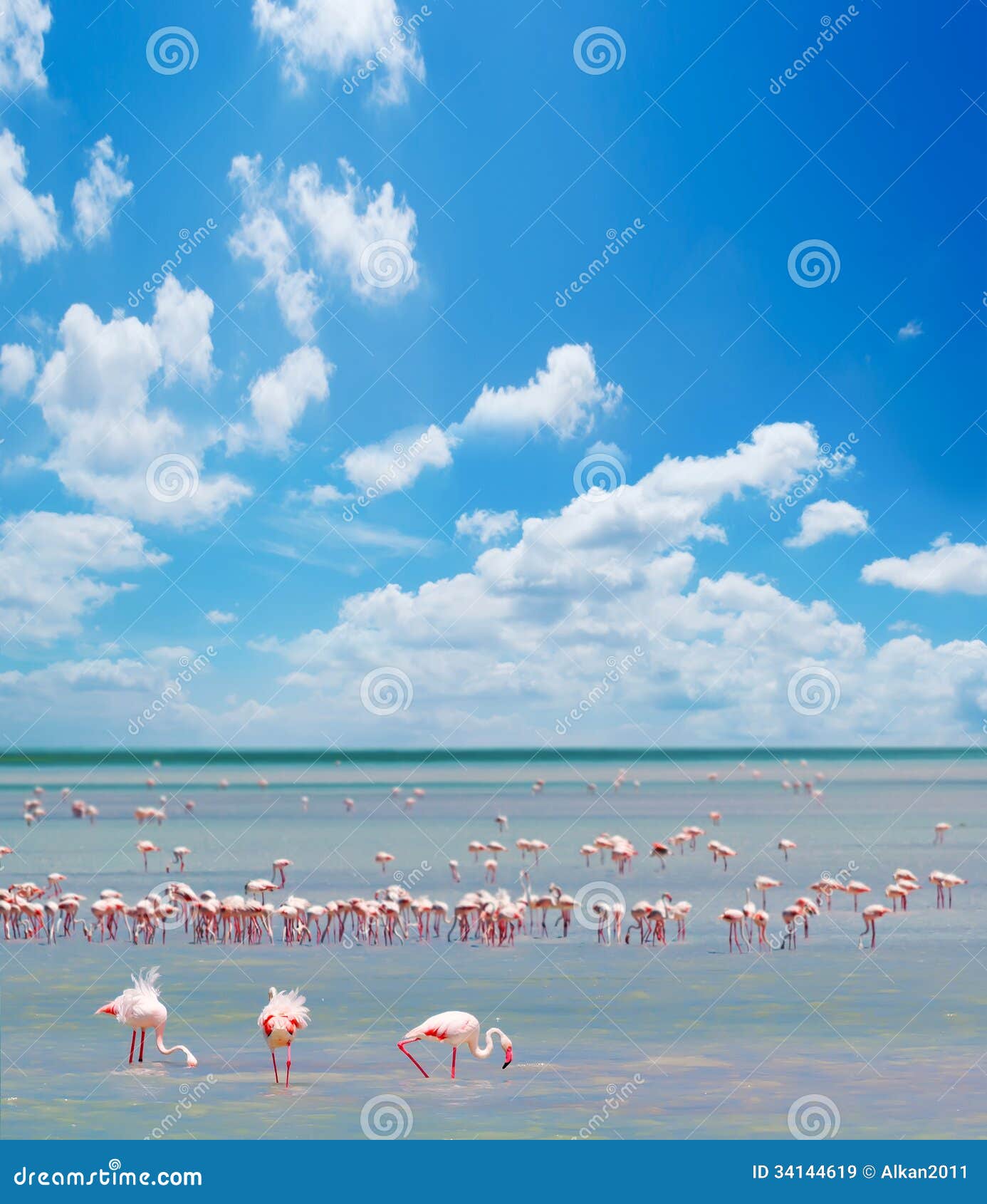 Flamingos flock stock image. Image of lake, park, landscape - 34144619
