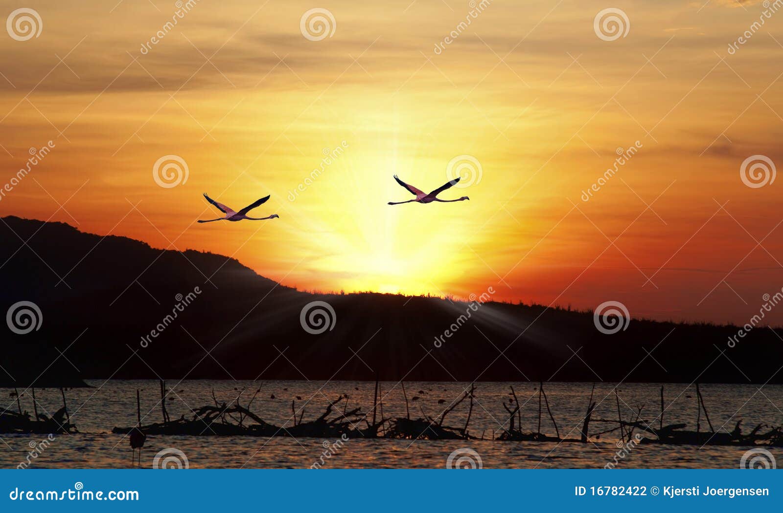 Flamingos flying stock photo. Image of pink, nature, daylight - 16782422