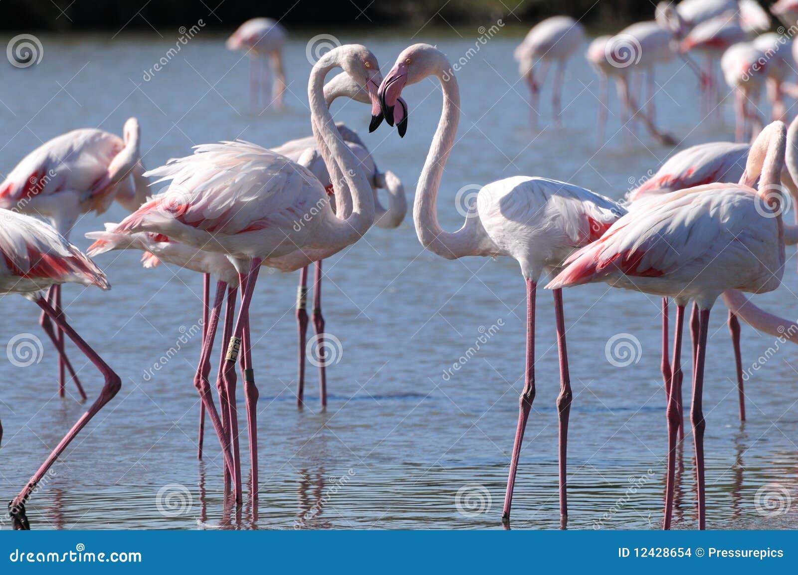 Flamingos Form a Heart Shape Stock Photo - Image of pool, france: 12428654
