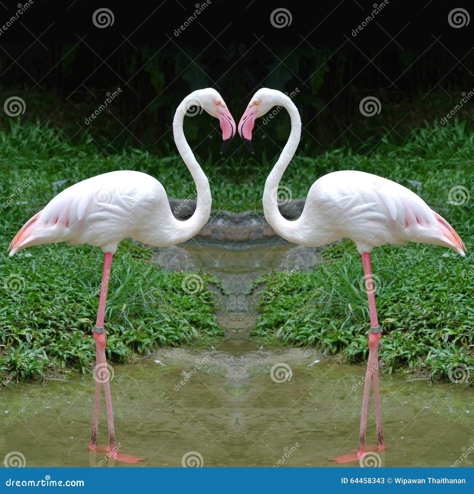 Flamingos in heart shape stock image. Image of lovers - 64458343