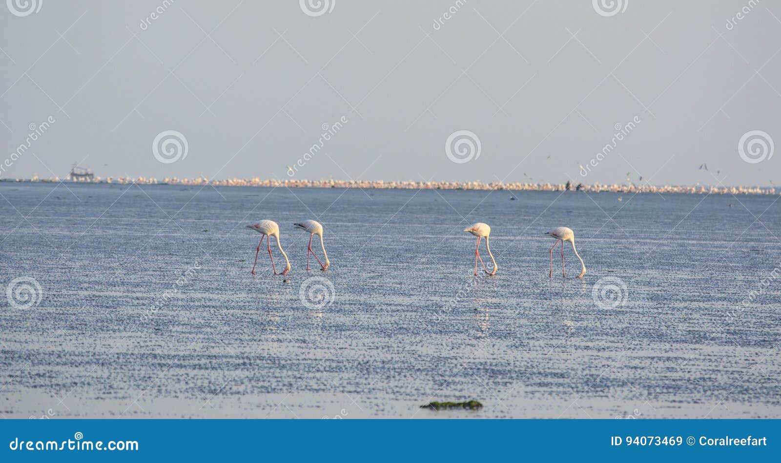 Flamingos hunting at beach stock image. Image of coast - 94073469