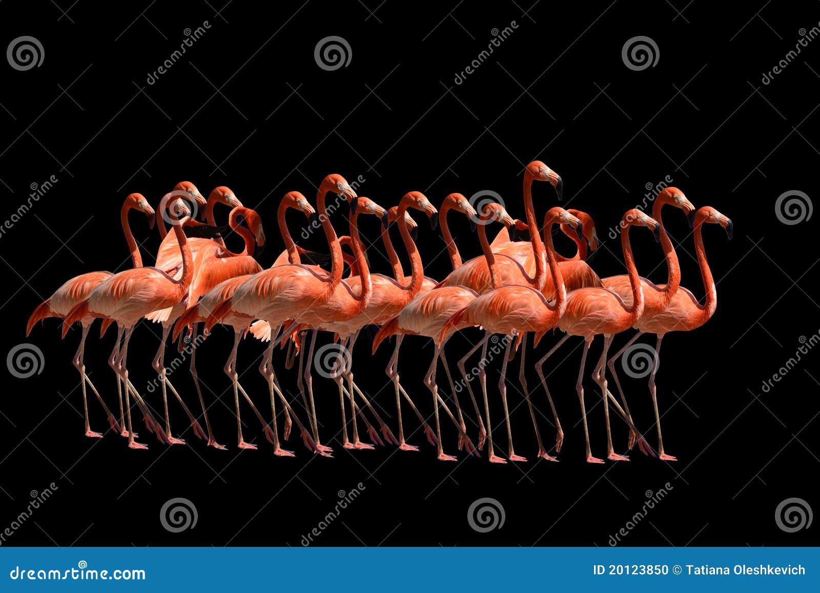 Flamingos Isolated on Black Stock Photo - Image of beady, israel: 20123850