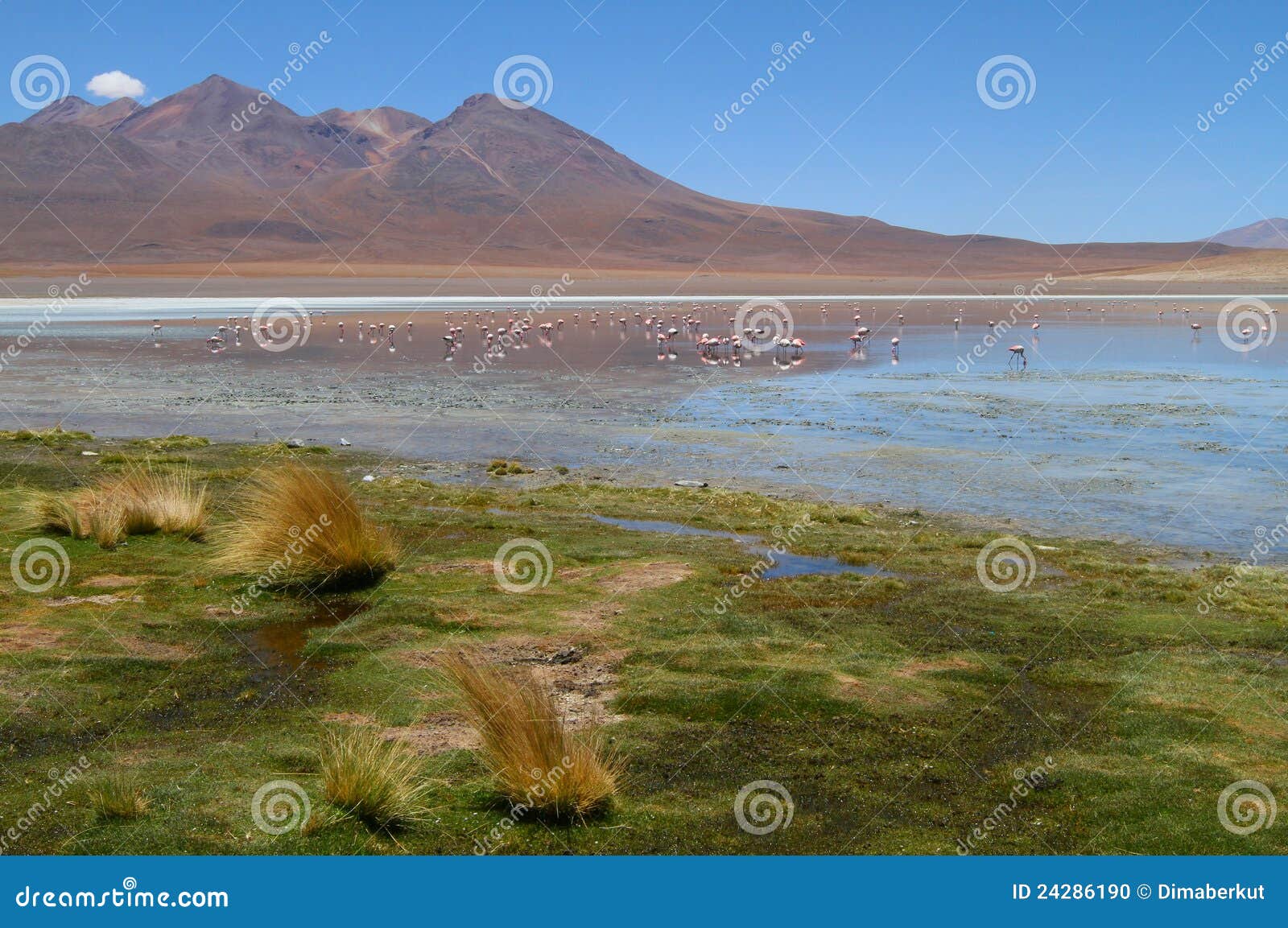 Flamingos on lake in Andes stock photo. Image of park - 24286190