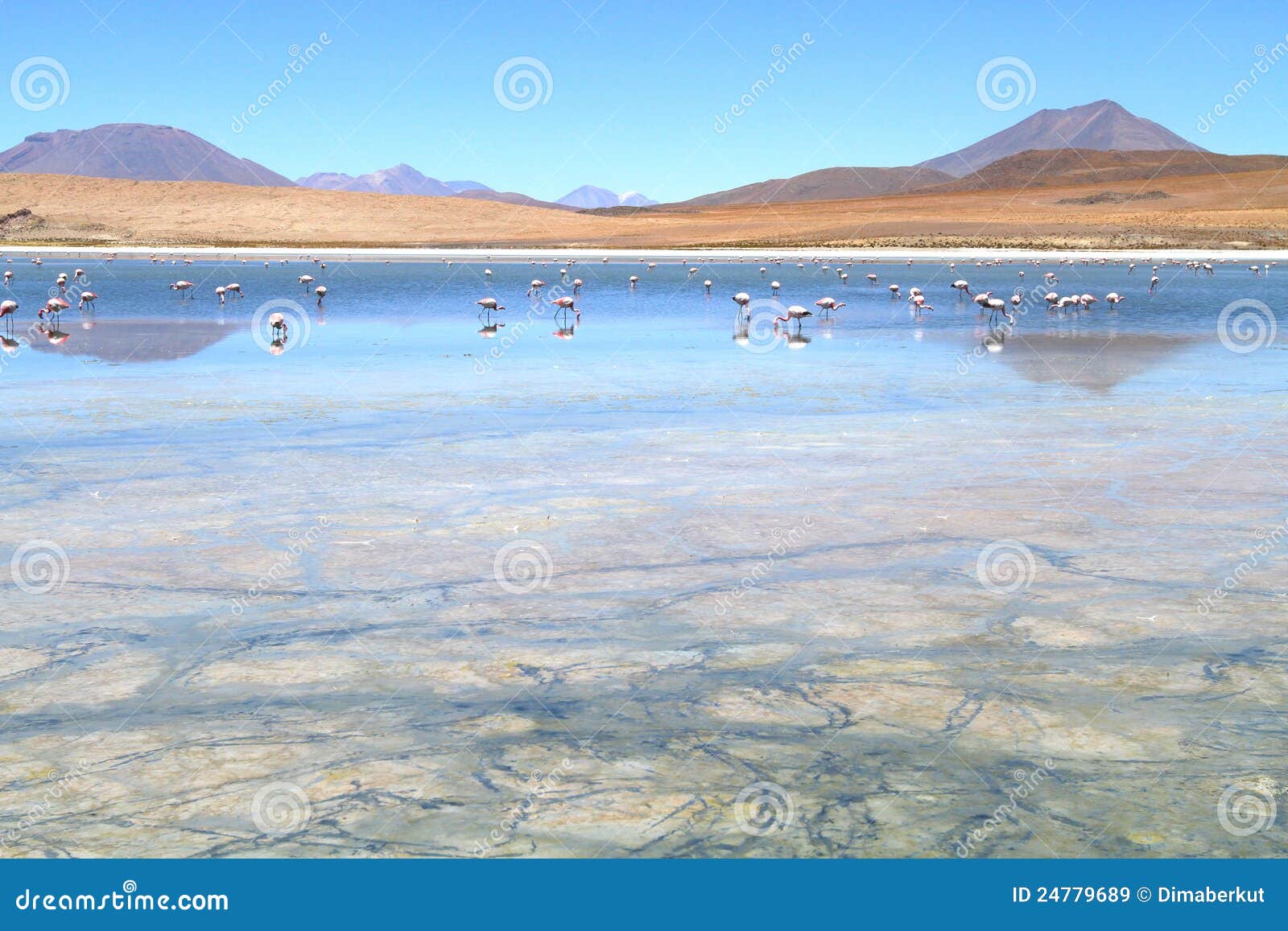 Flamingos on lake in Andes stock image. Image of salt - 24779689