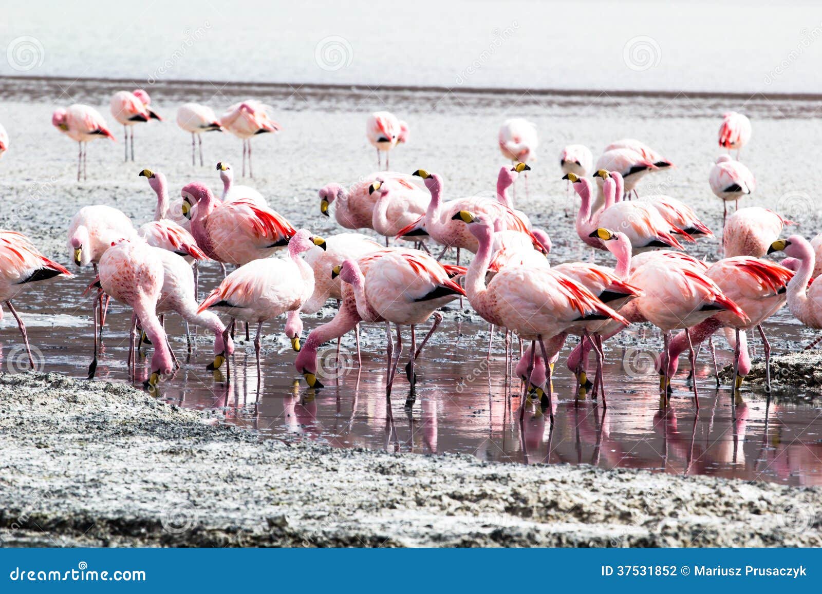 Flamingos In Lake, Paracas National Reserve, Peru Royalty-Free Stock ...