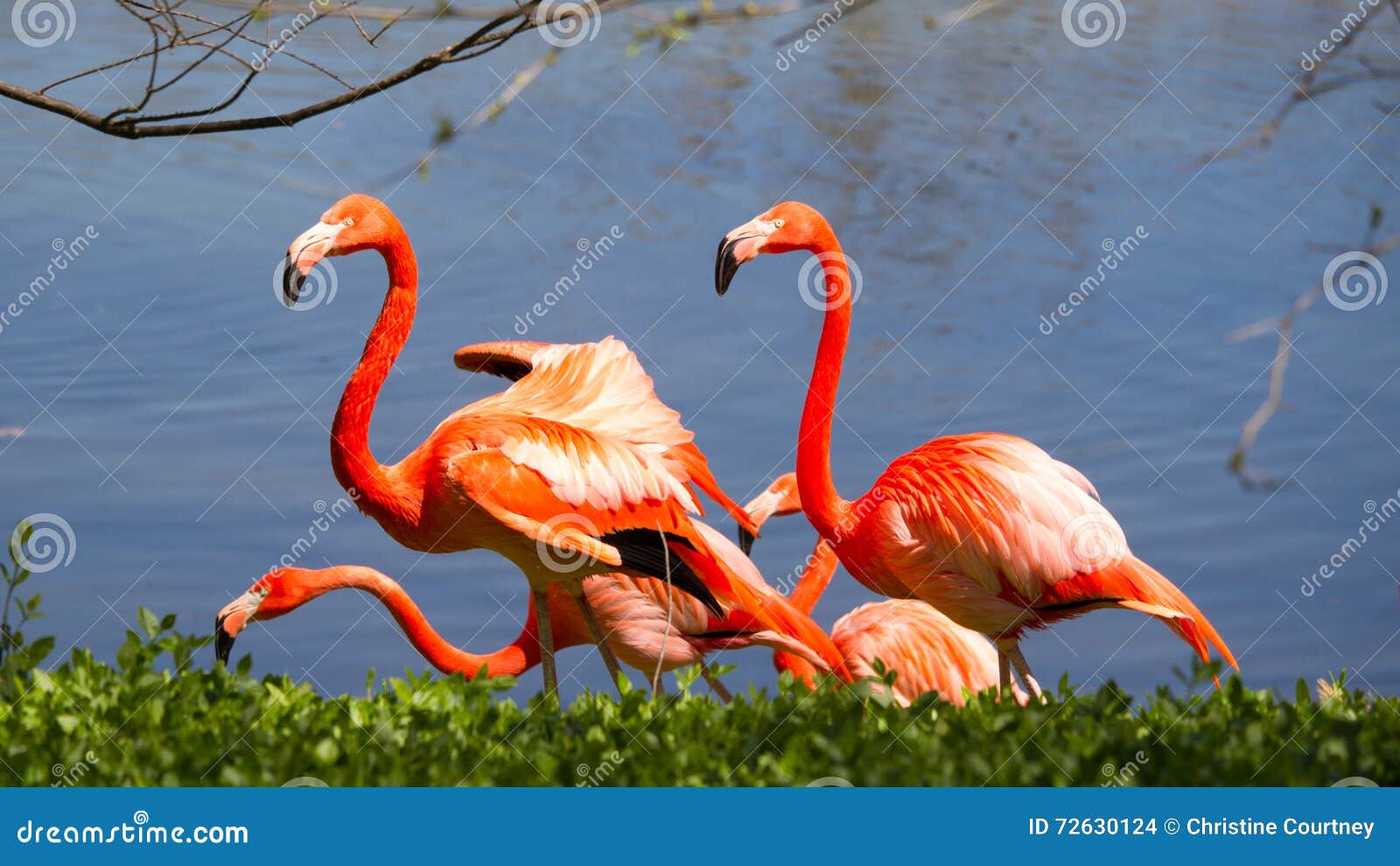 Flamingos by a lake stock photo. Image of beak, necks - 72630124