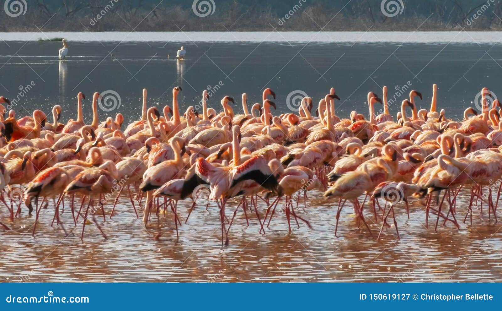 Flamingos Marching in Unison at Lake Bogoria Stock Image - Image of ...
