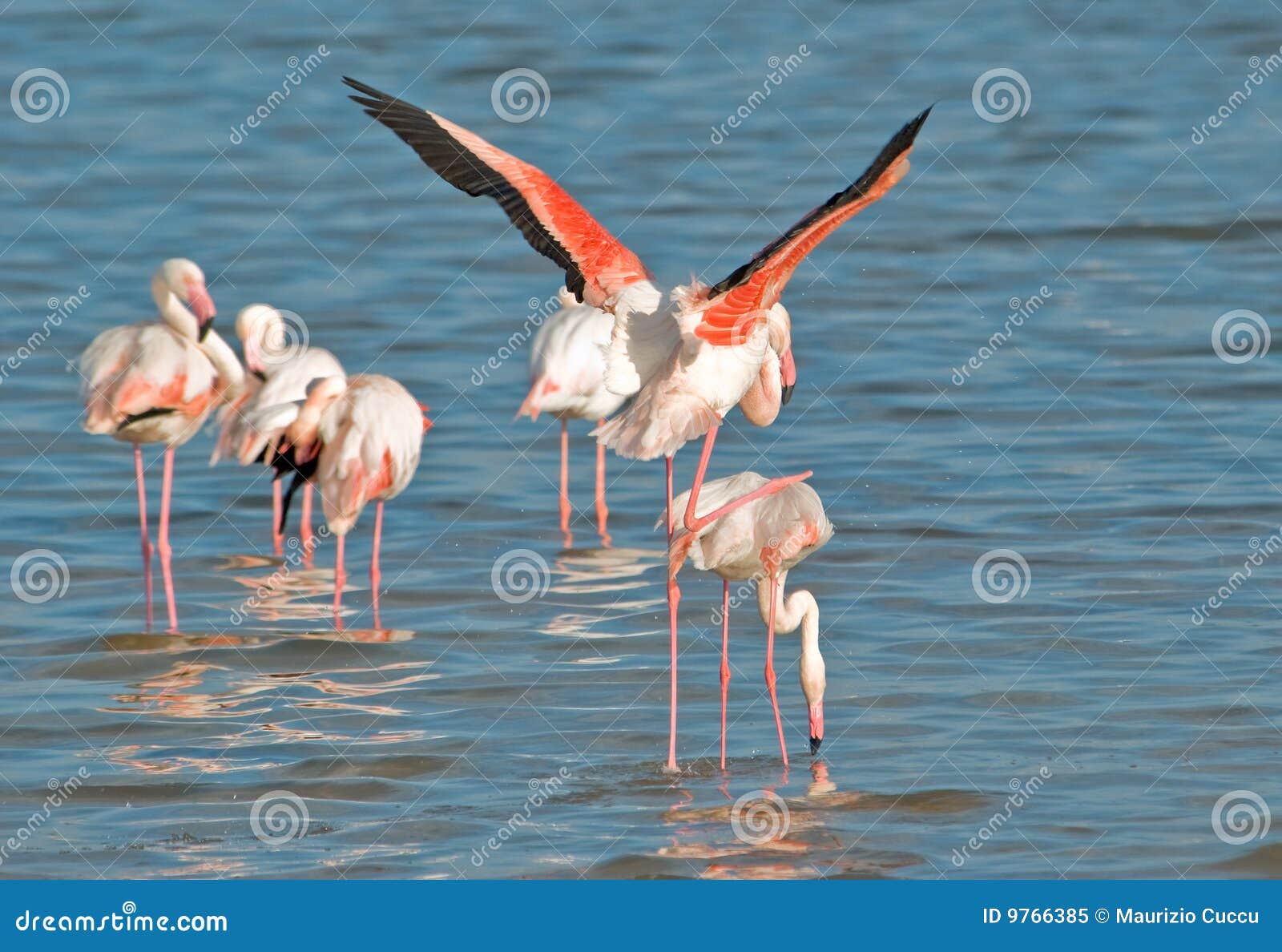 Flamingos mating stock image. Image of pink, lake, flamingo - 9766385